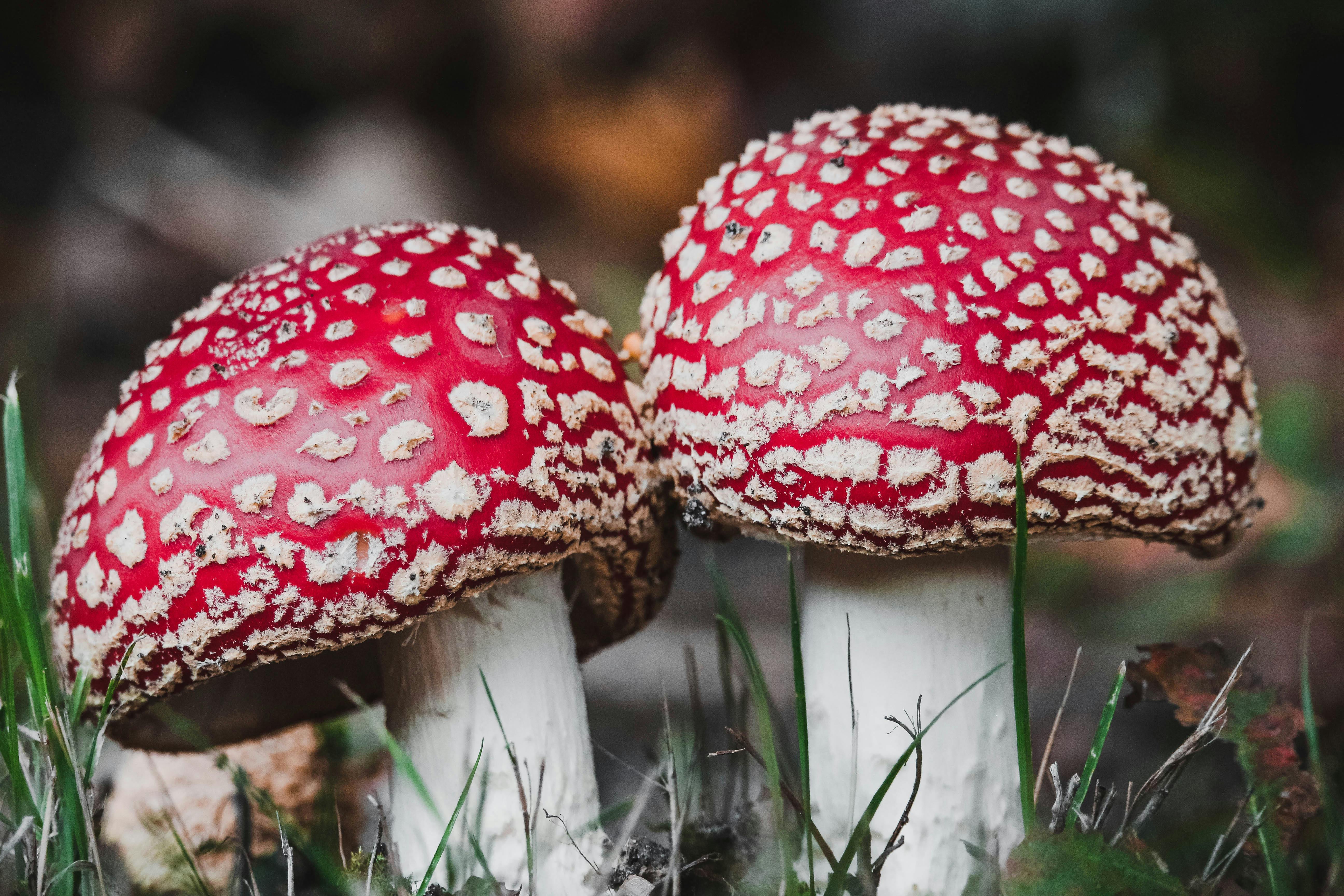 Toadstools Photos, Download The BEST Free Toadstools Stock Photos & HD ...