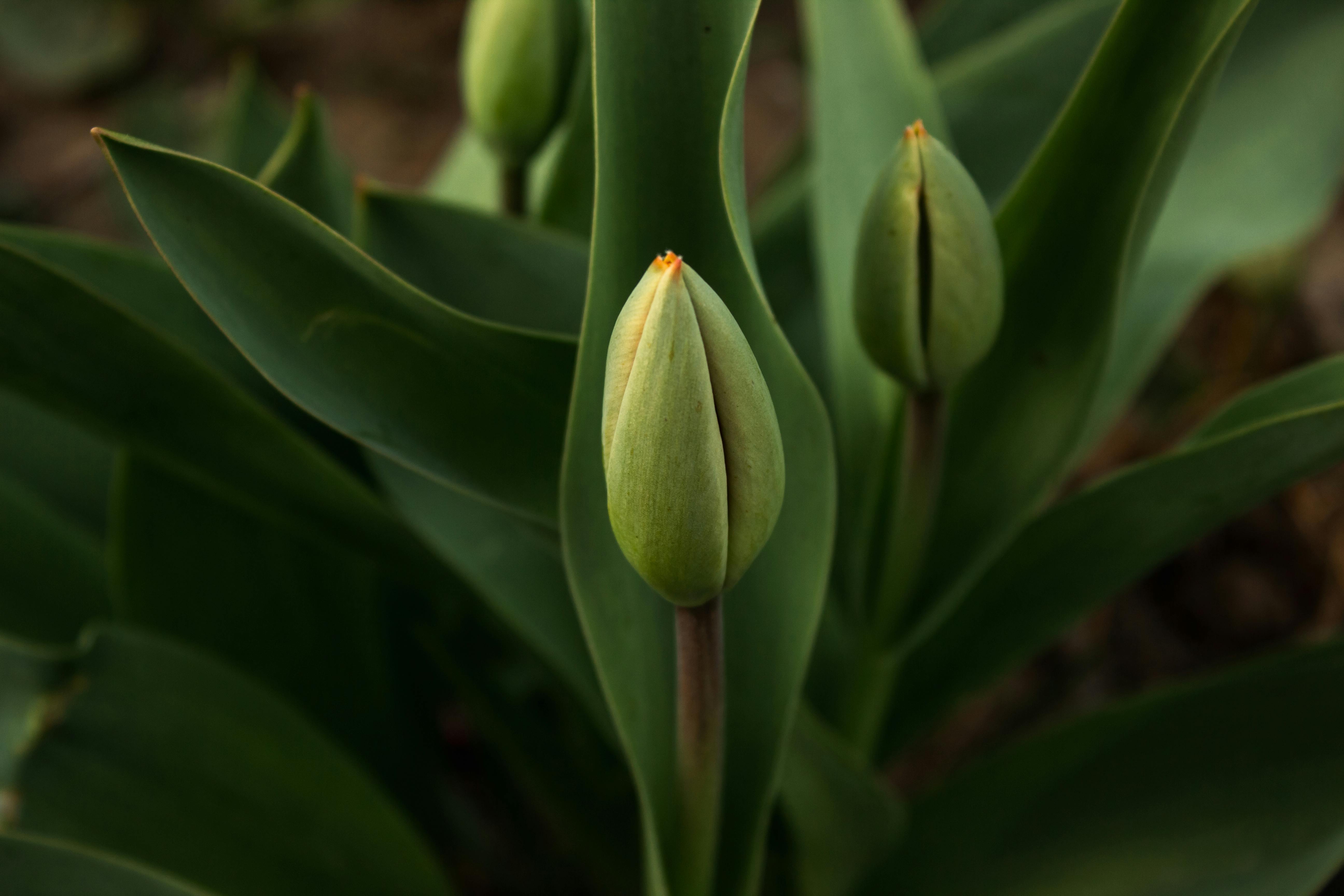 Rm / Greenery 24 Photos & Videos Collected by Reanimated Man X