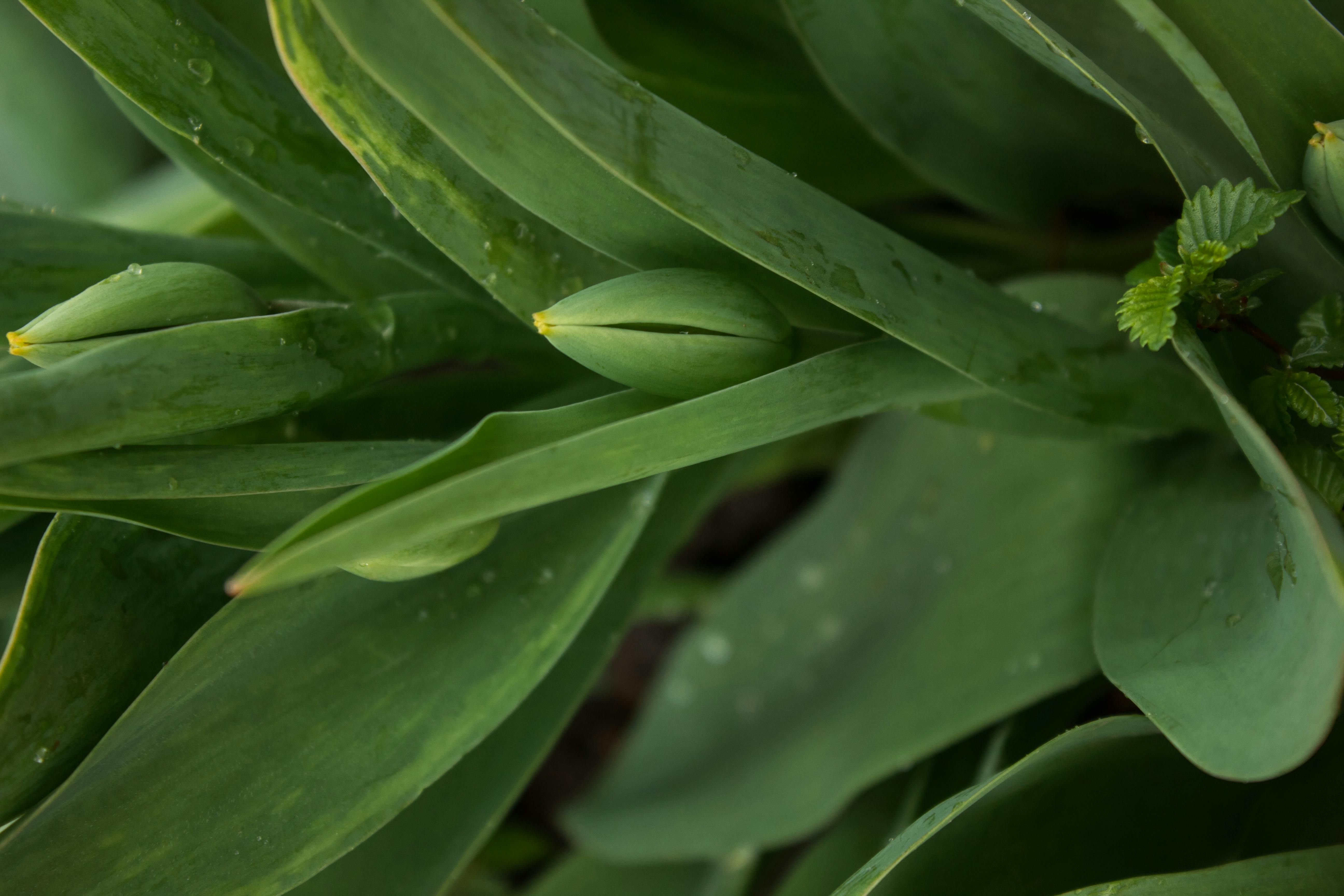 Rm / Greenery 24 Photos & Videos Collected by Reanimated Man X