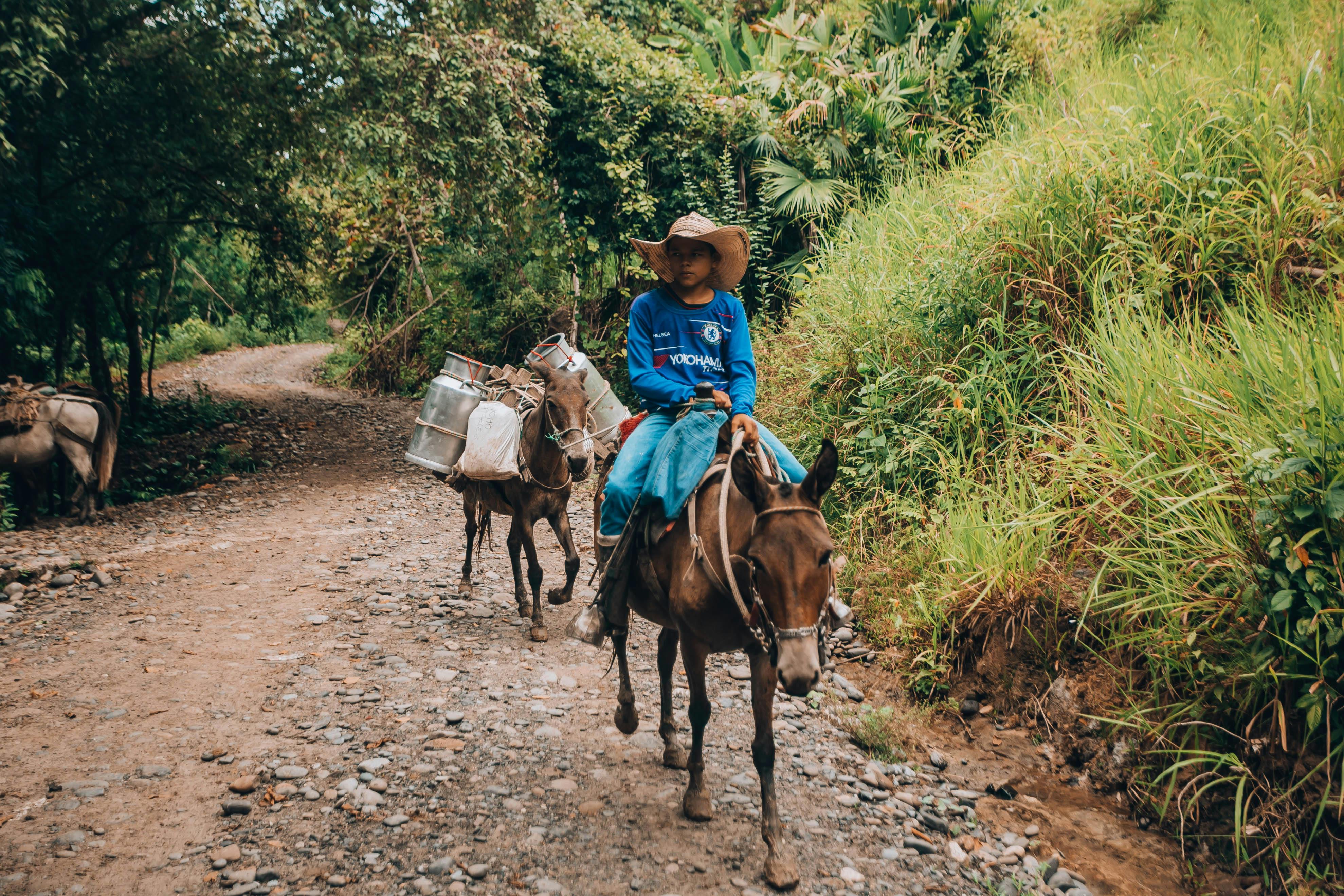 Child Riding Donkey on Forest Road · Free Stock Photo