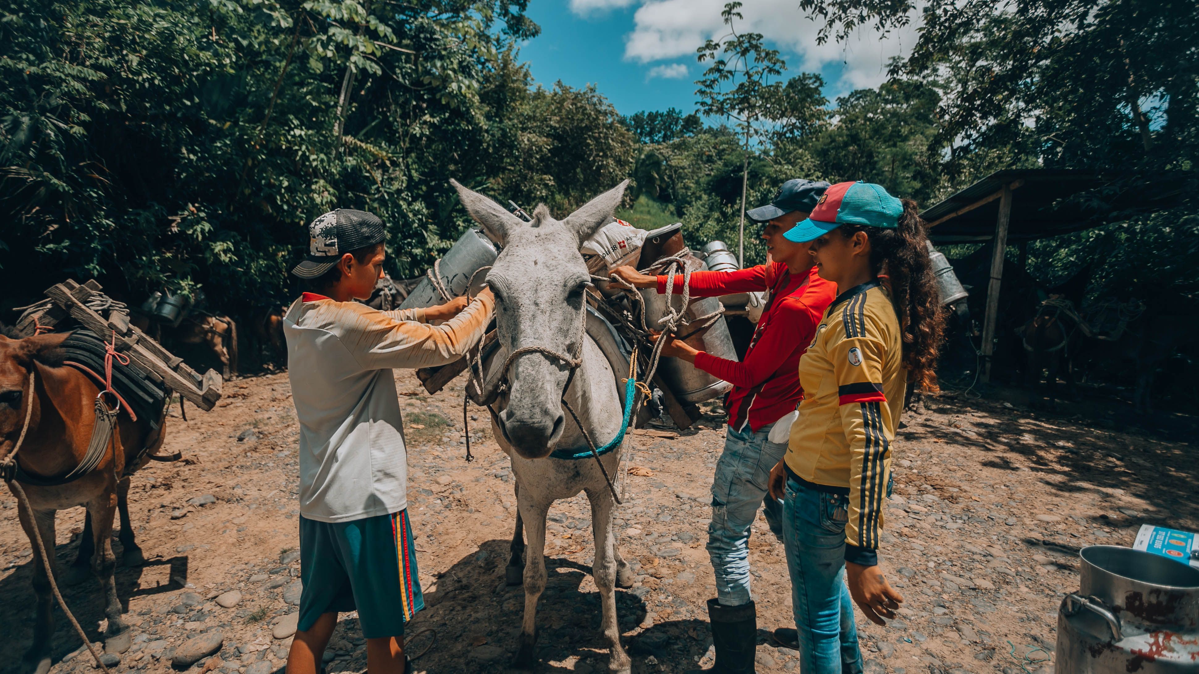 Furry Donkeys on Farm · Free Stock Photo