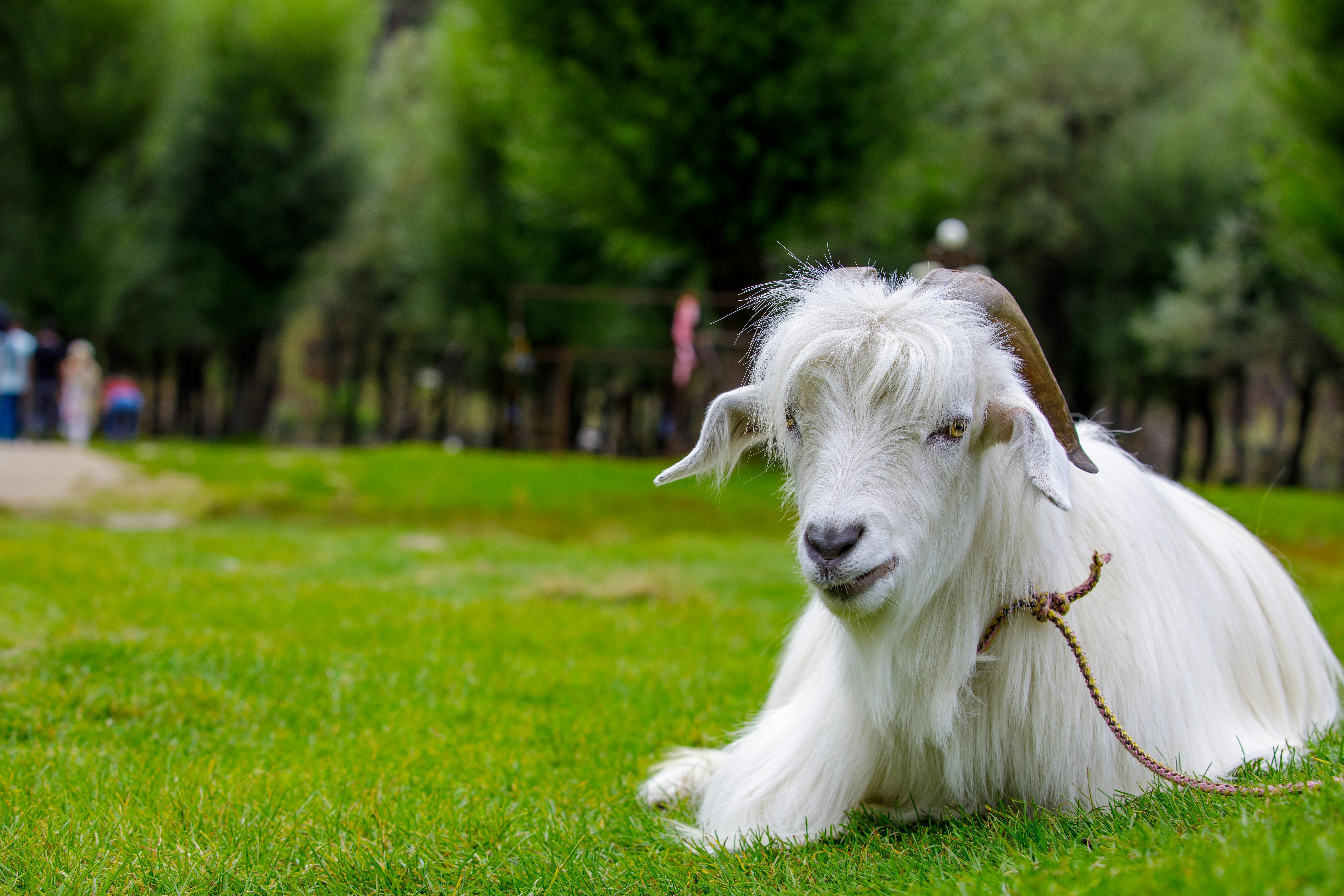 A Goat on the Grass · Free Stock Photo