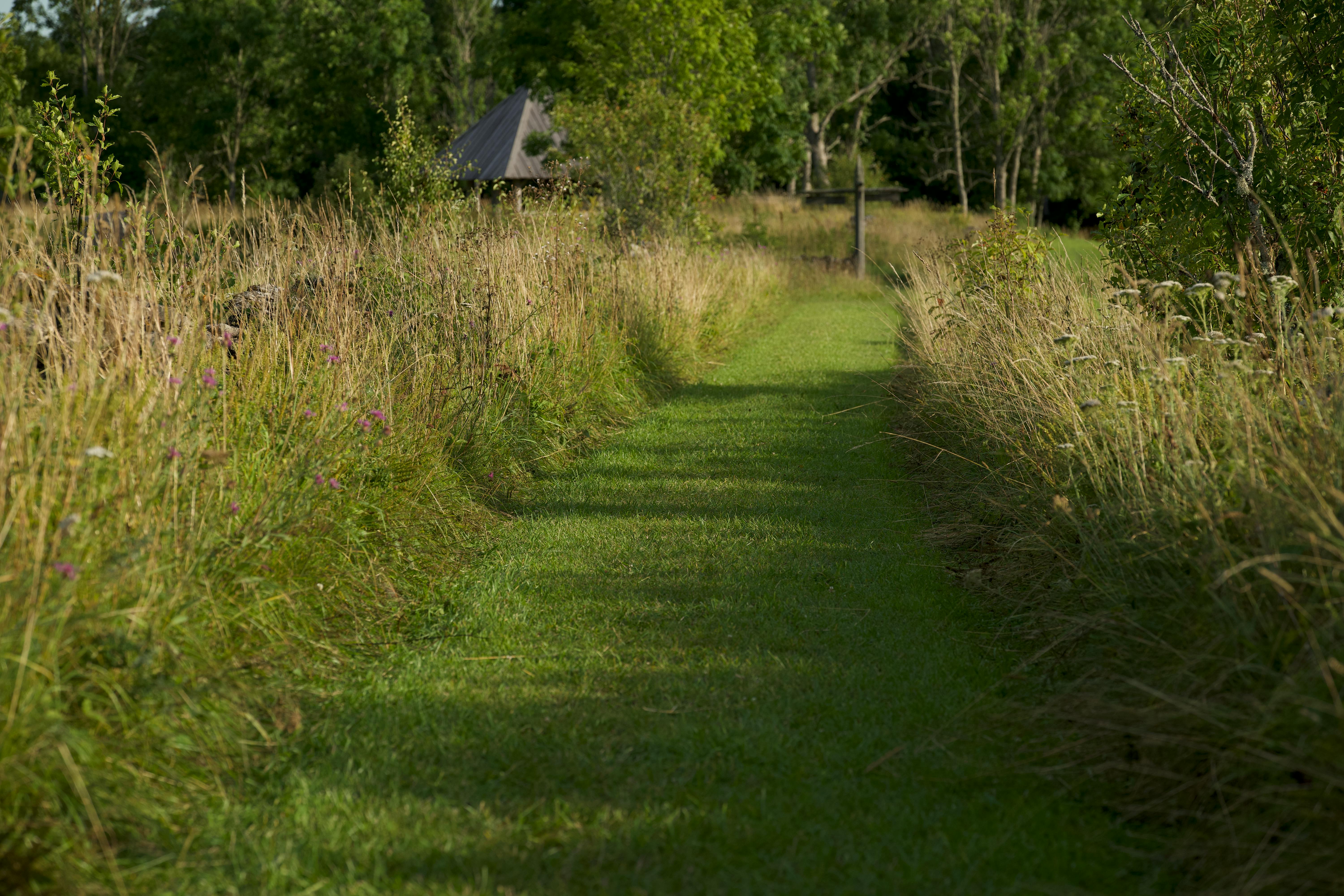 A Walkway Between Green Grasses · Free Stock Photo