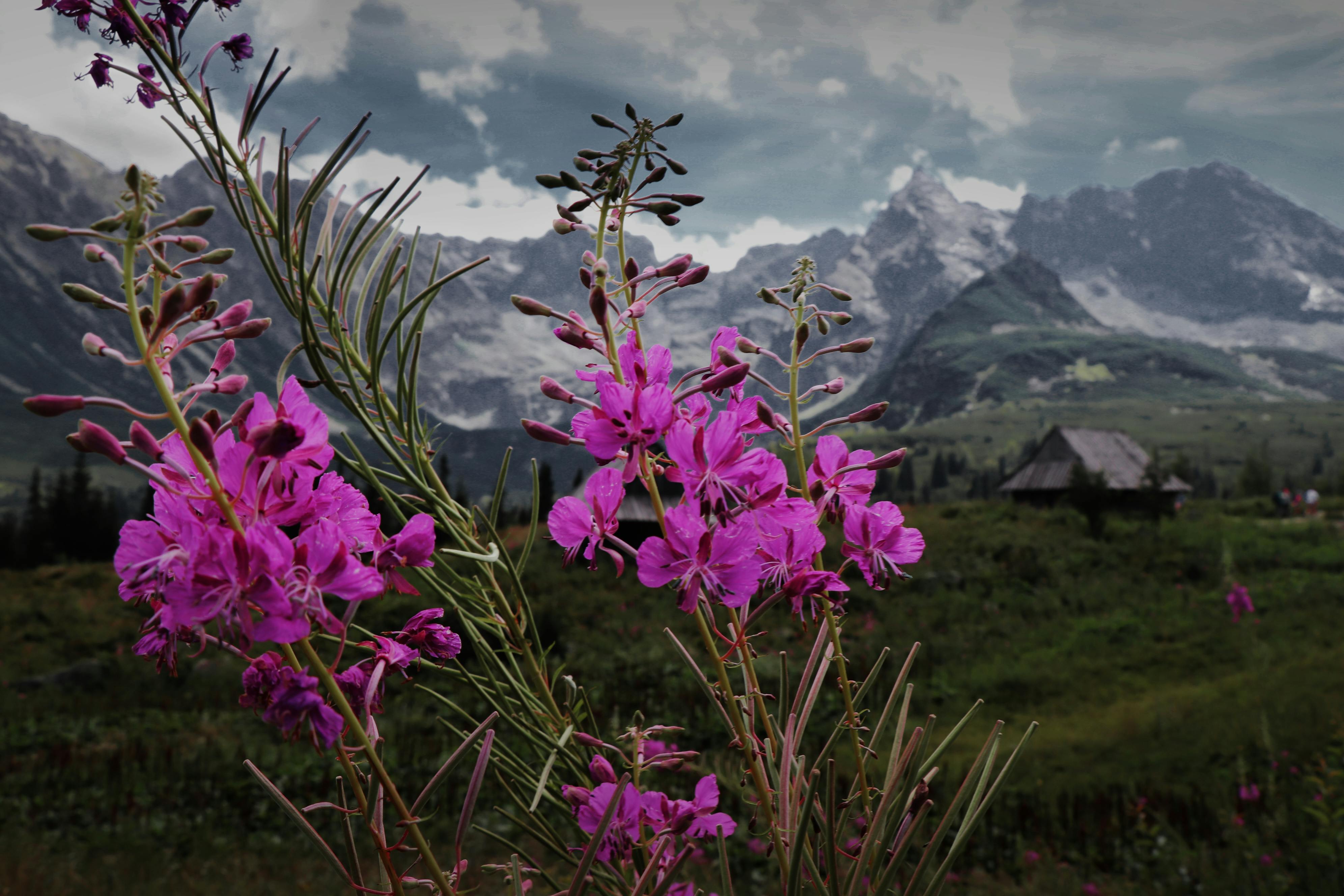 Purple Petaled Flowers With Mountain As Background · Free Stock Photo