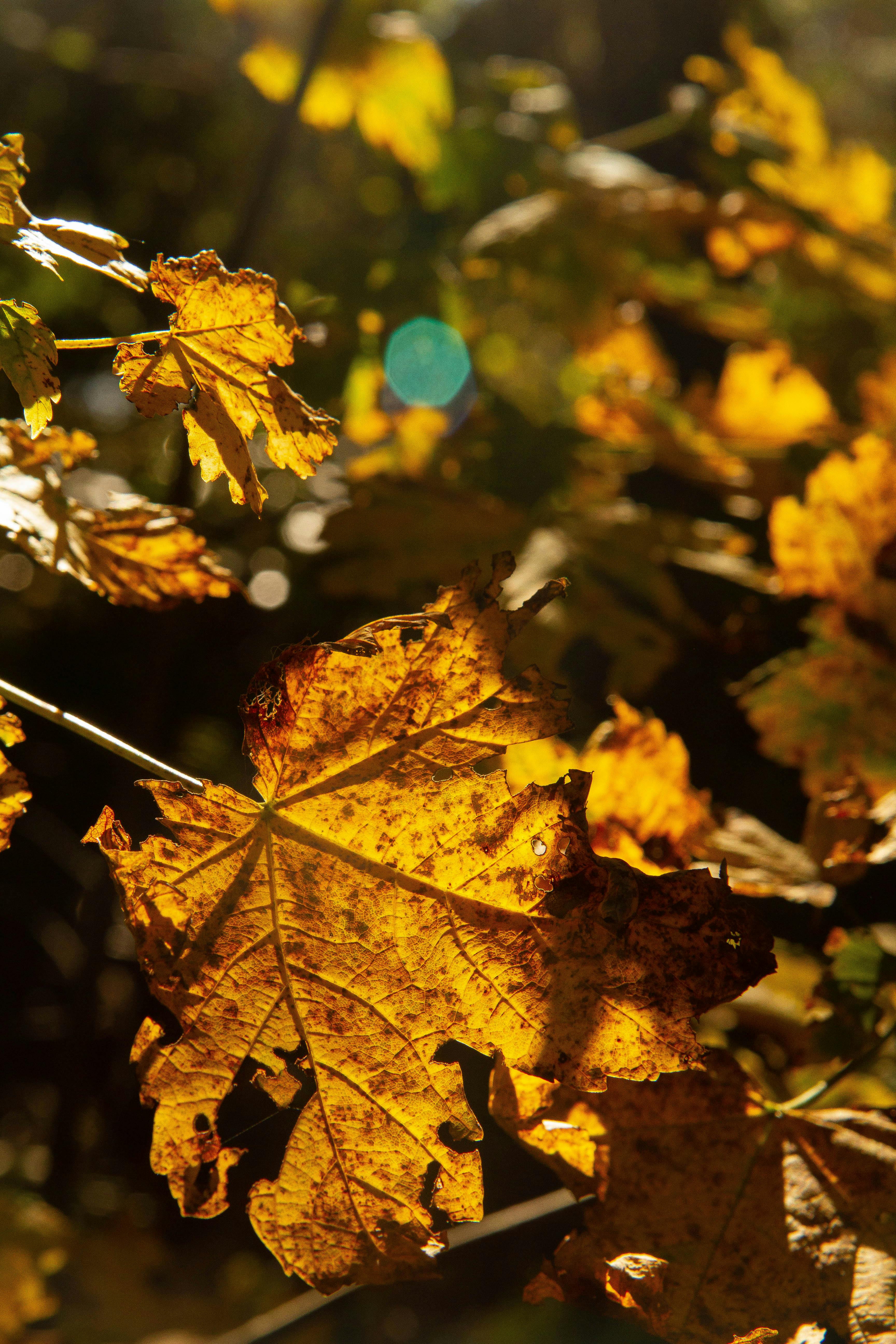Decaying Maple Leaves During Autumn · Free Stock Photo