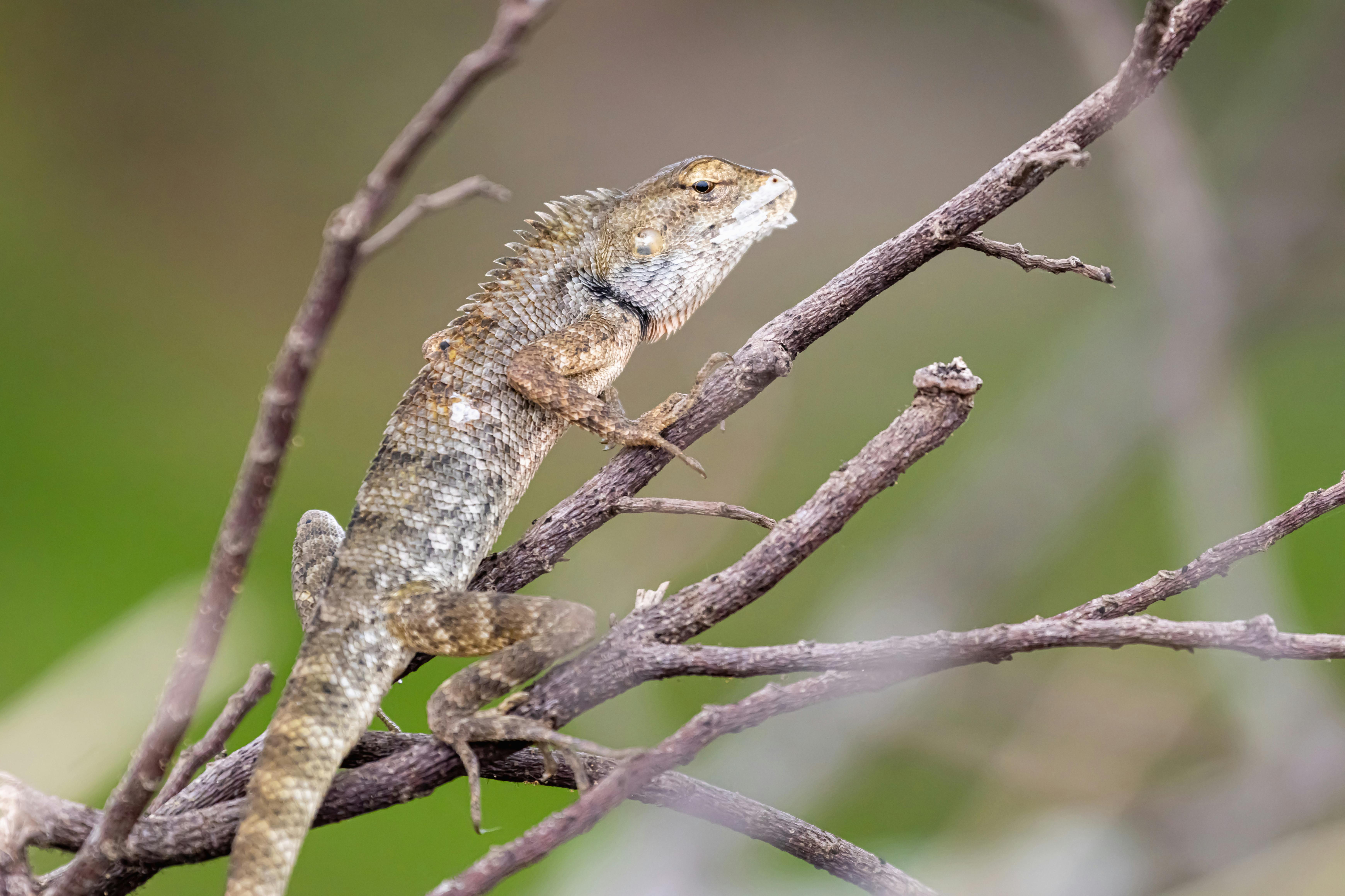 Brown and White Lizard on Brown Tree Branch · Free Stock Photo