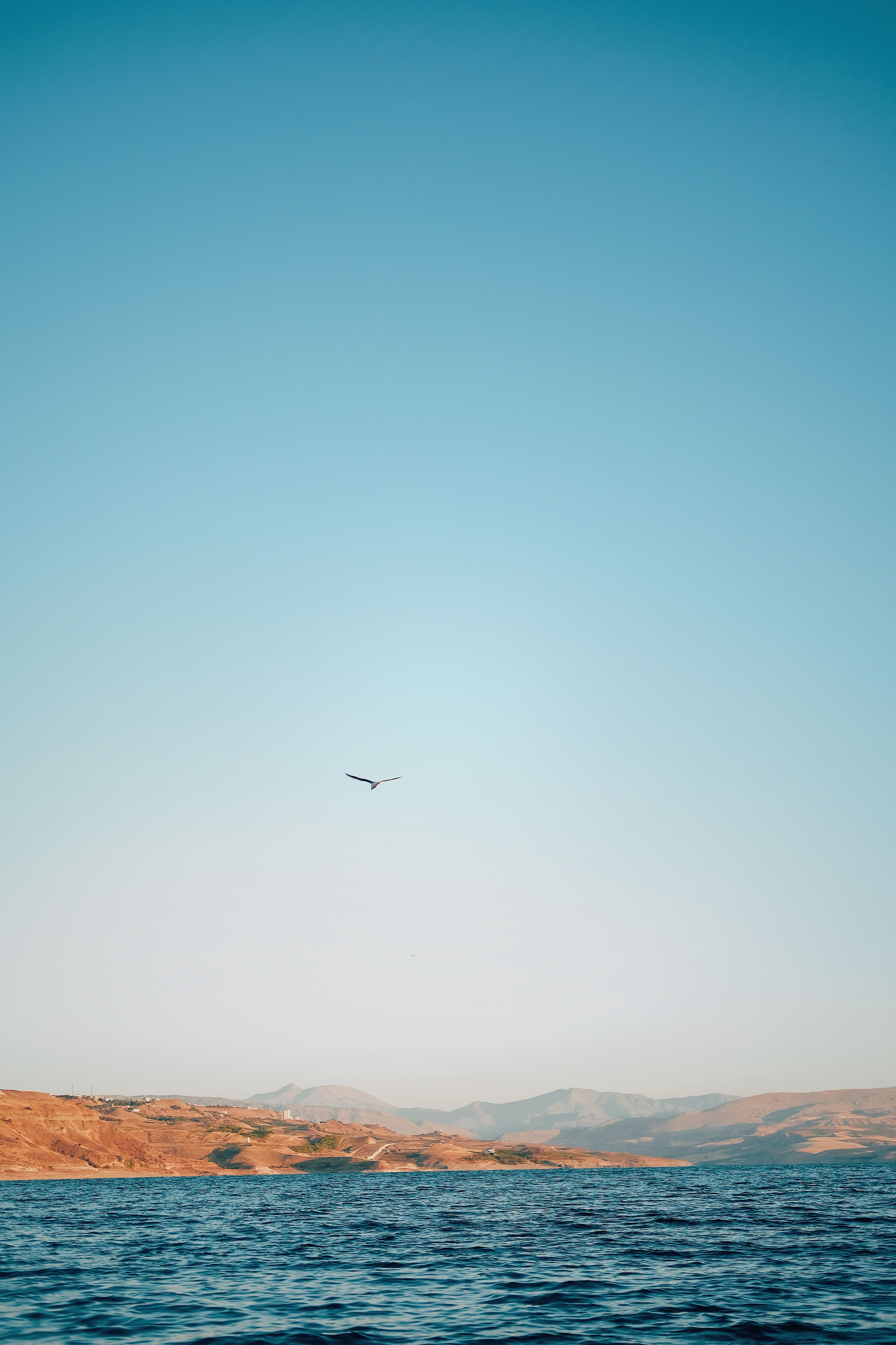 Birds Flying above Lake · Free Stock Photo