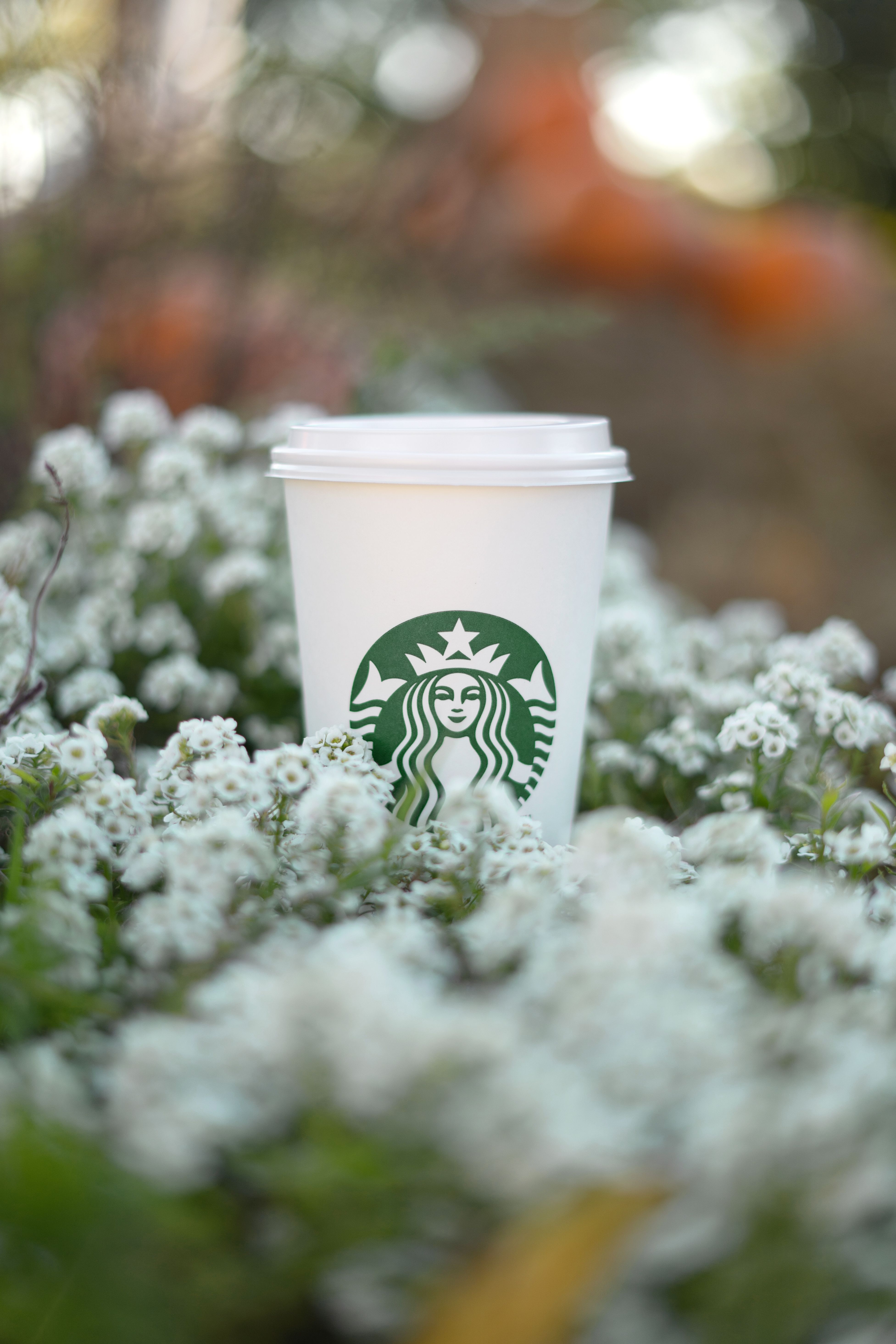 A Cup of Starbucks · Free Stock Photo