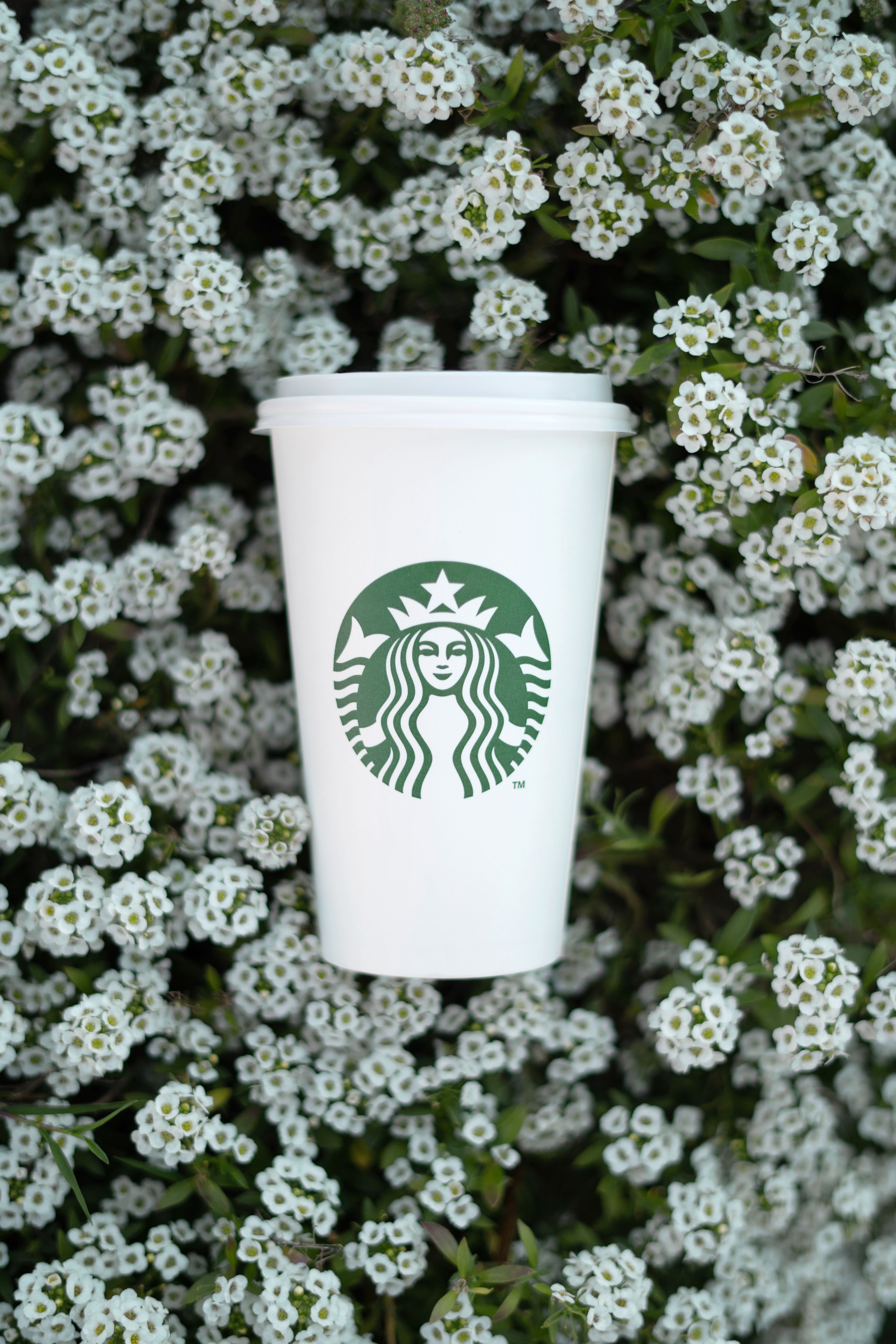 A Cup of Starbucks · Free Stock Photo
