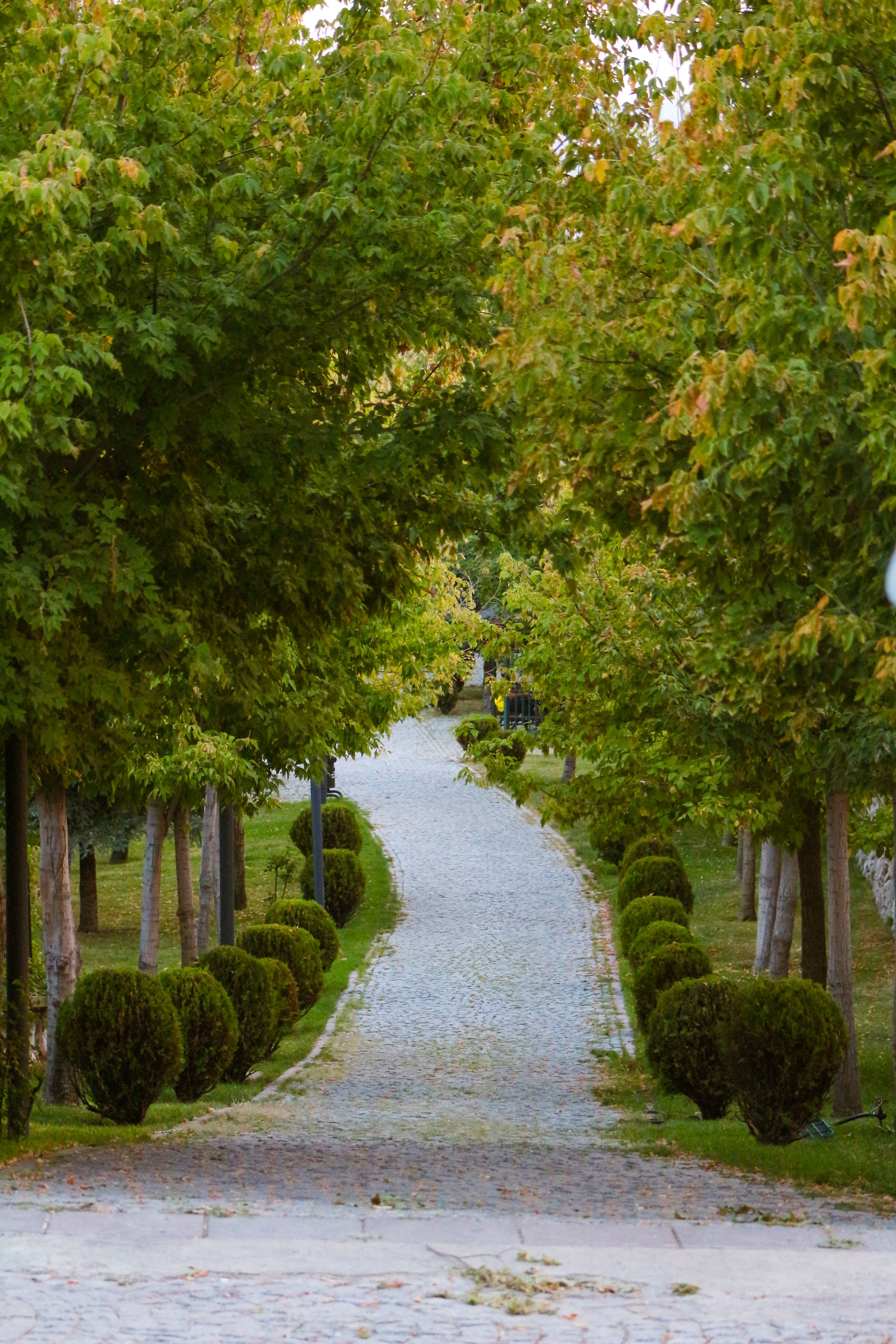 Photo of Pathway Near Trees · Free Stock Photo