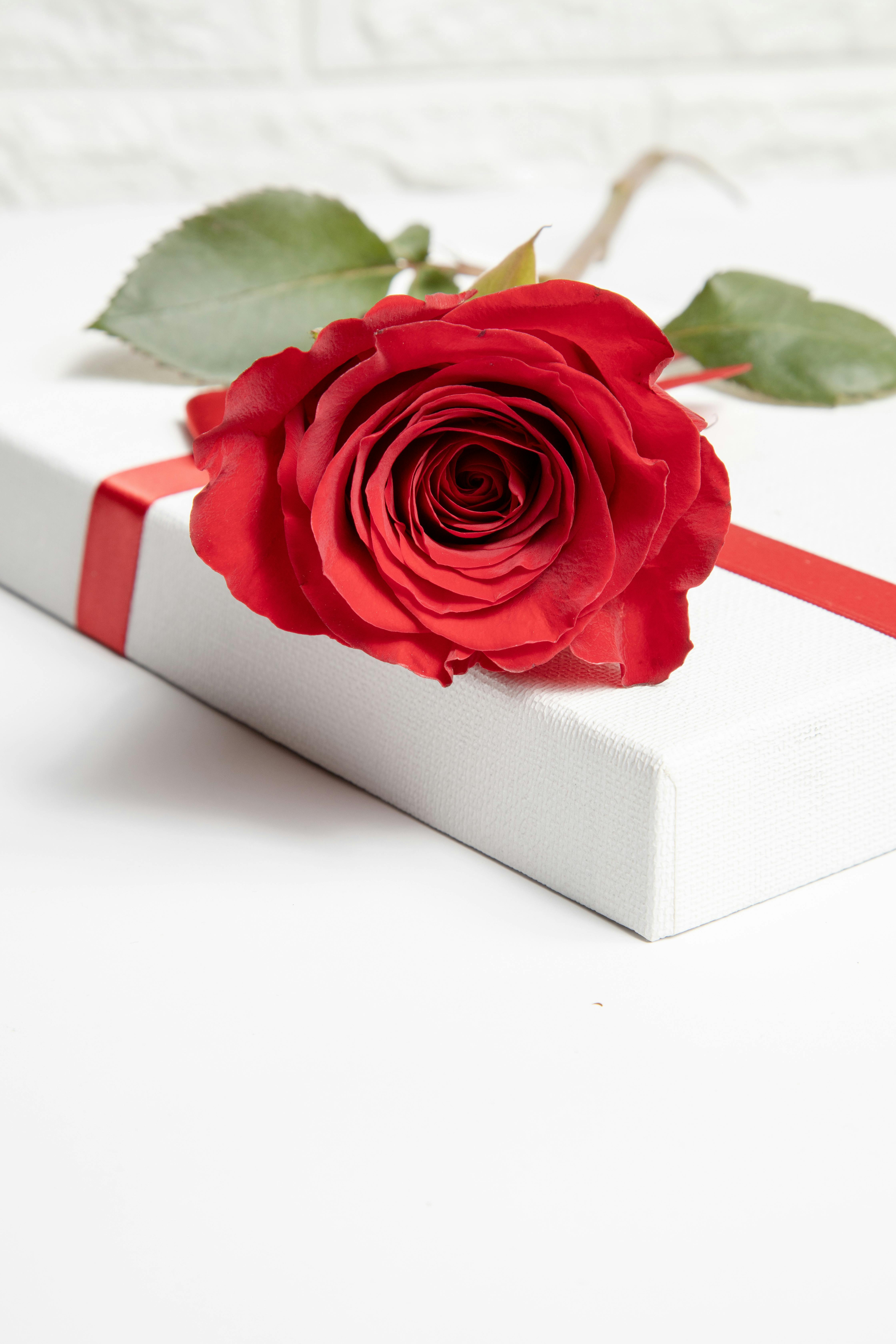 Double Delight Rose Flowers · Free Stock Photo