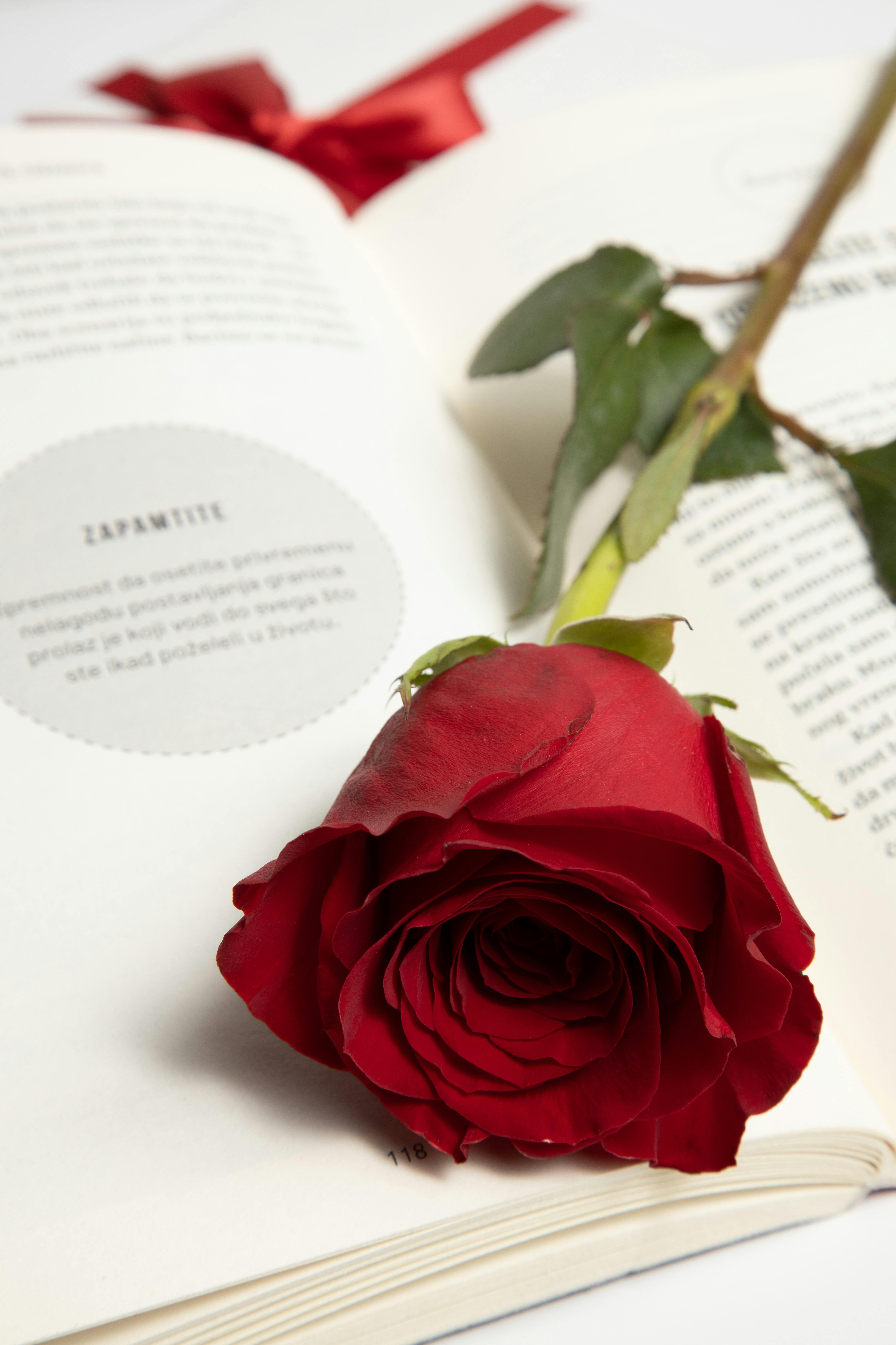 Red Rose on White Book Page · Free Stock Photo