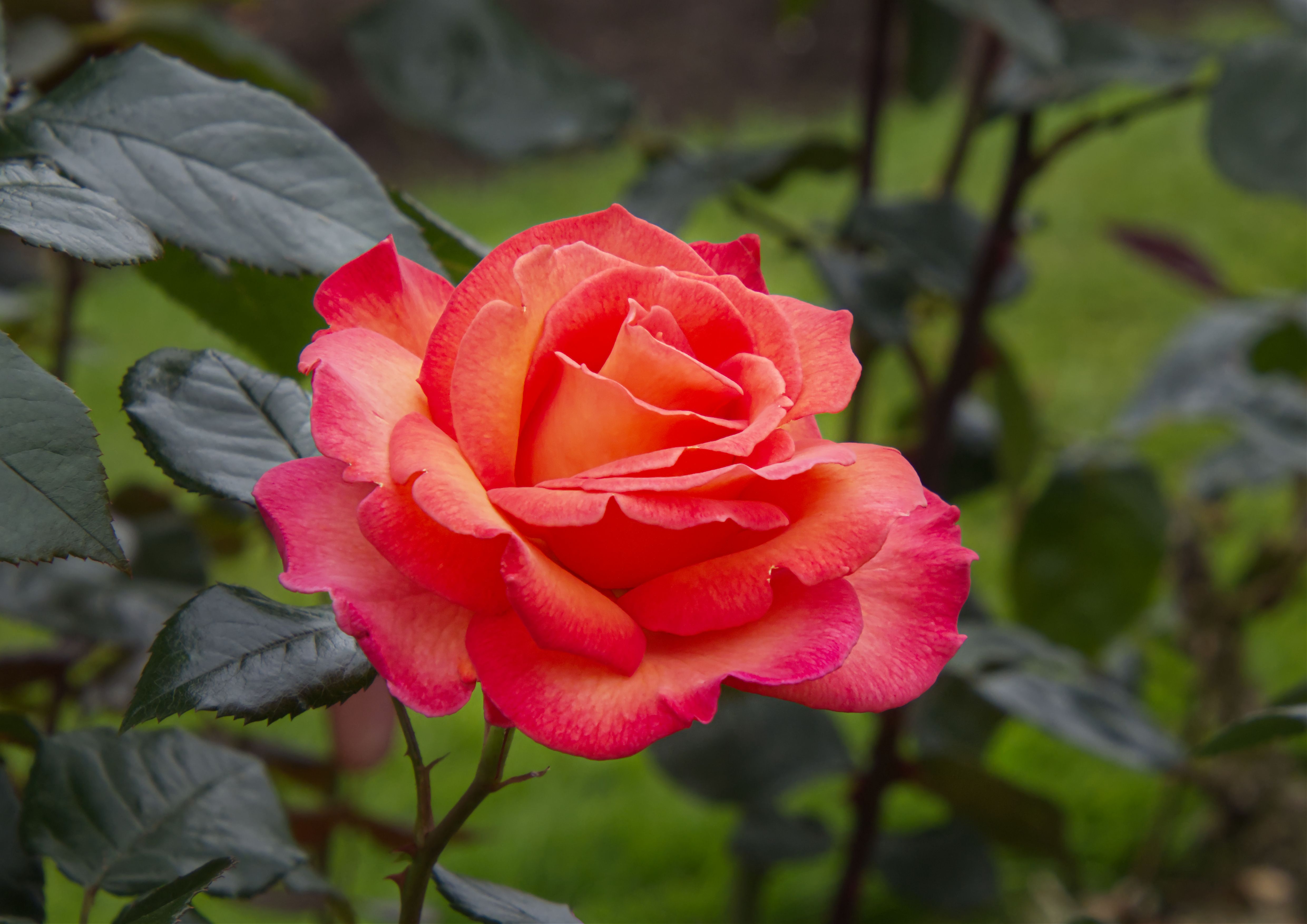 Close-Up Shot of a Rose · Free Stock Photo