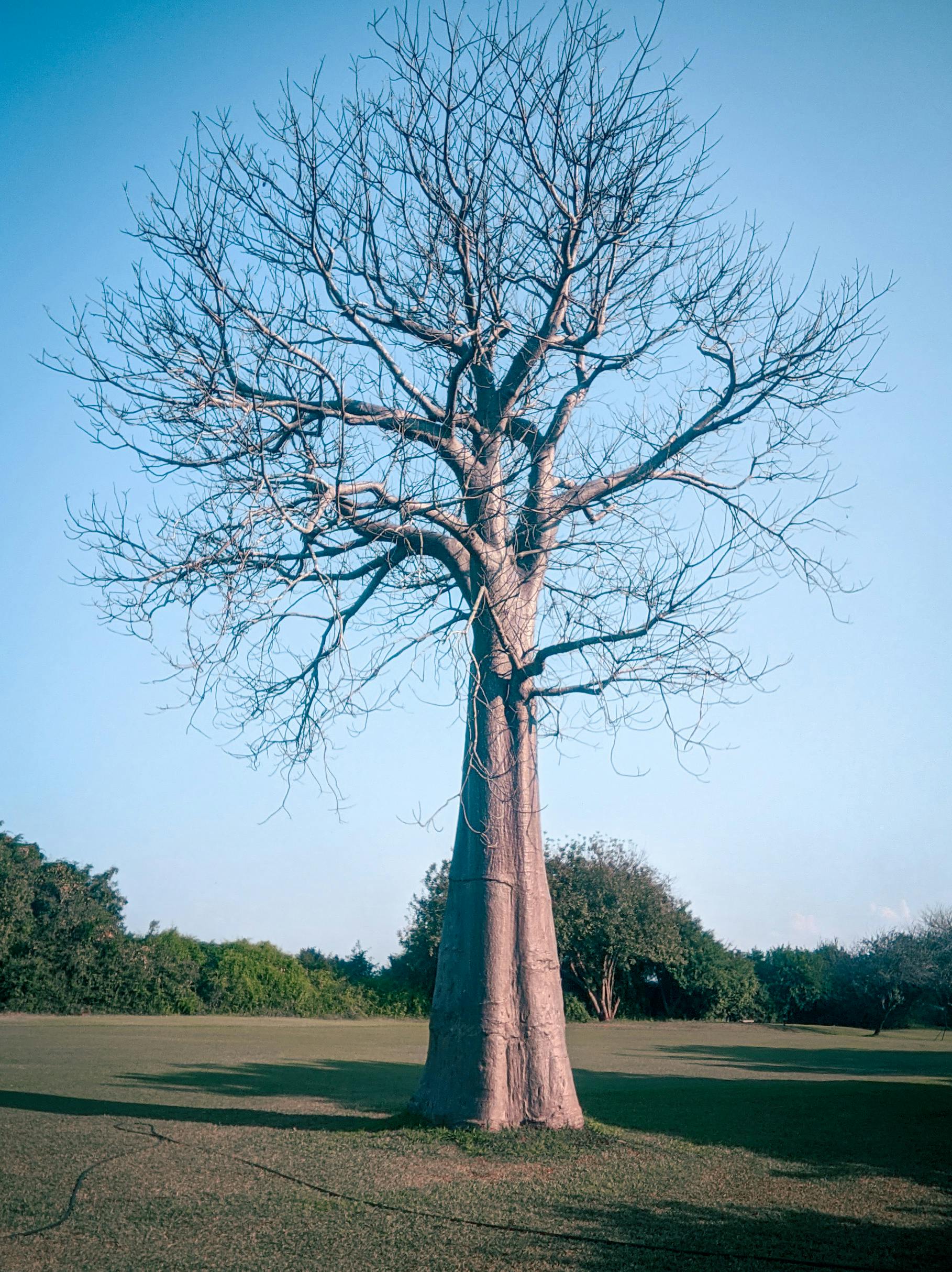 Mork Tree Baggrund Photos, Download Free Mork Tree Baggrund Stock ...