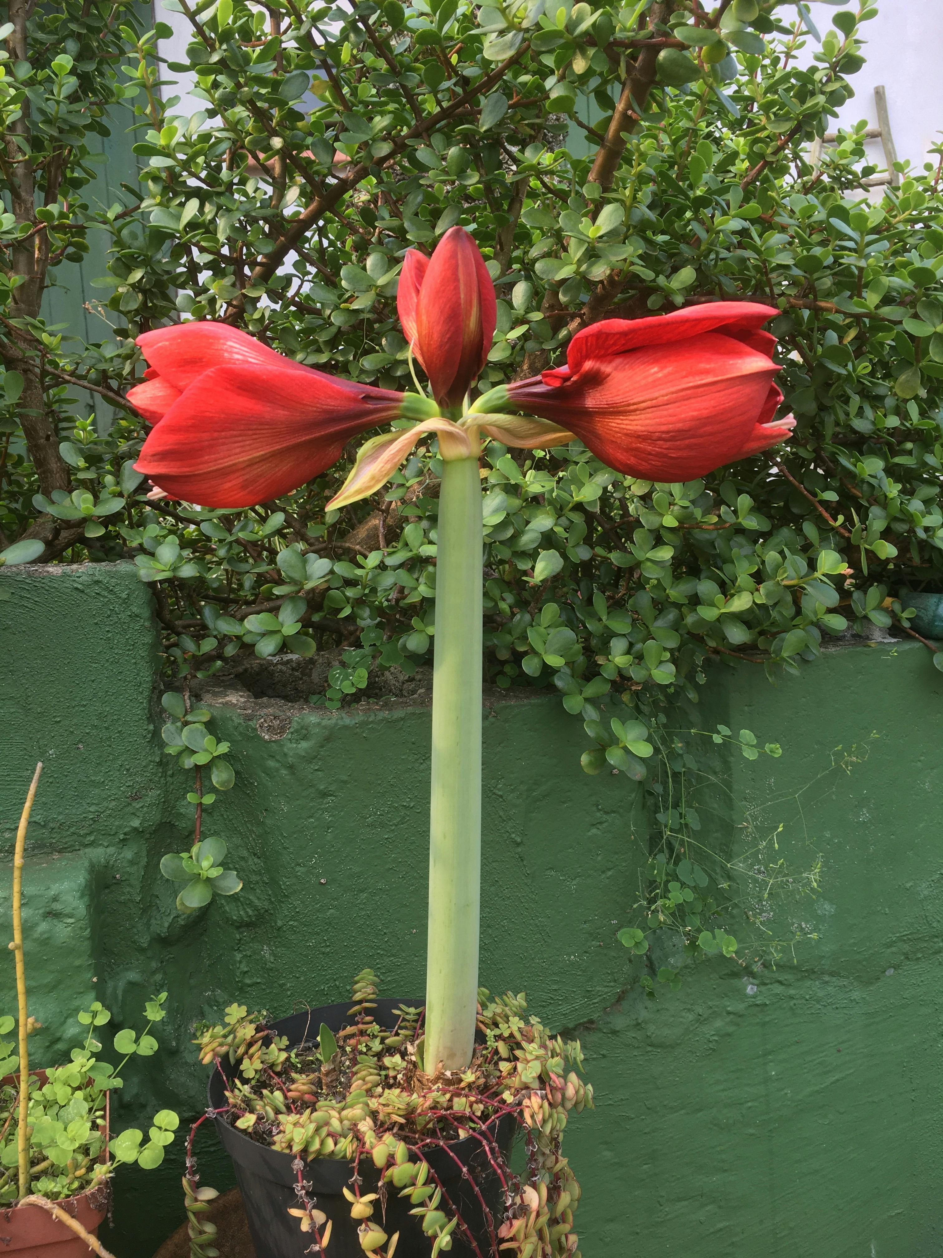 Amajuba Indlu-Inceku - Photography