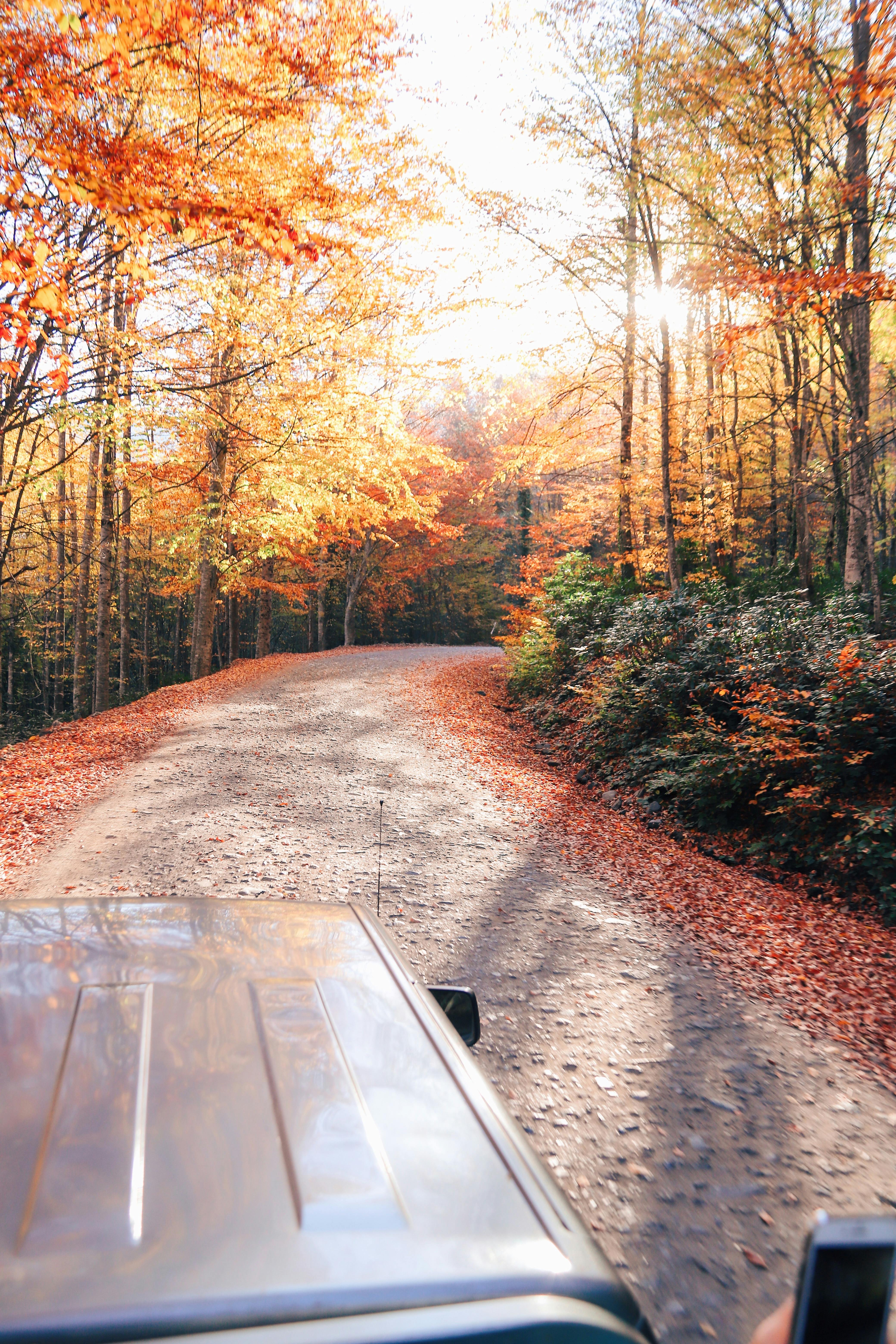 Black Car on Road in Between Trees · Free Stock Photo