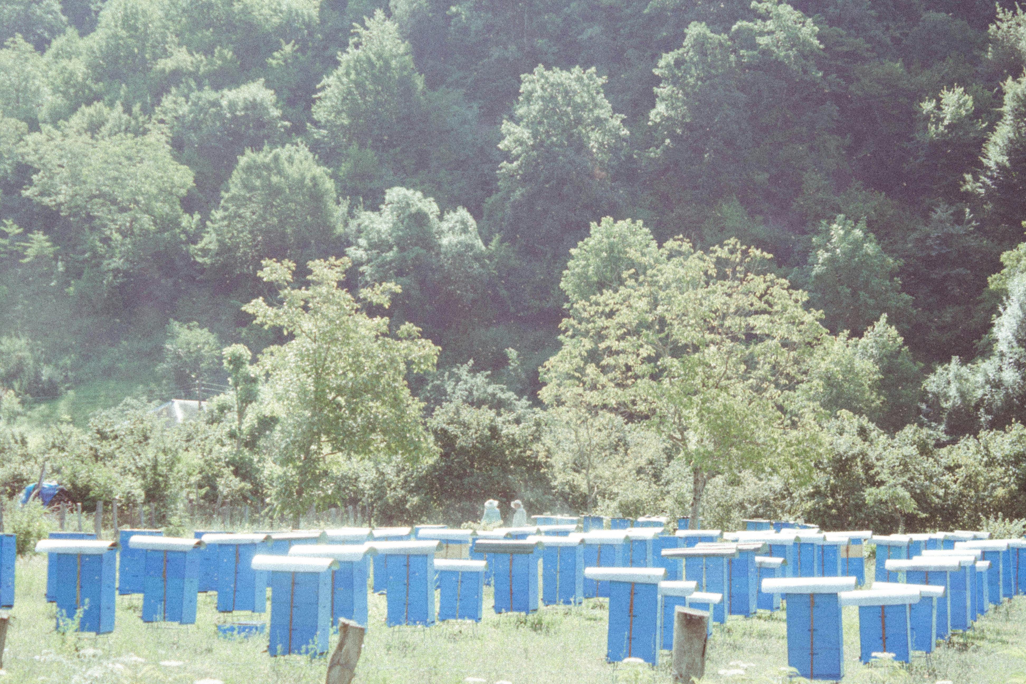 Beekeeping by Forest · Free Stock Photo