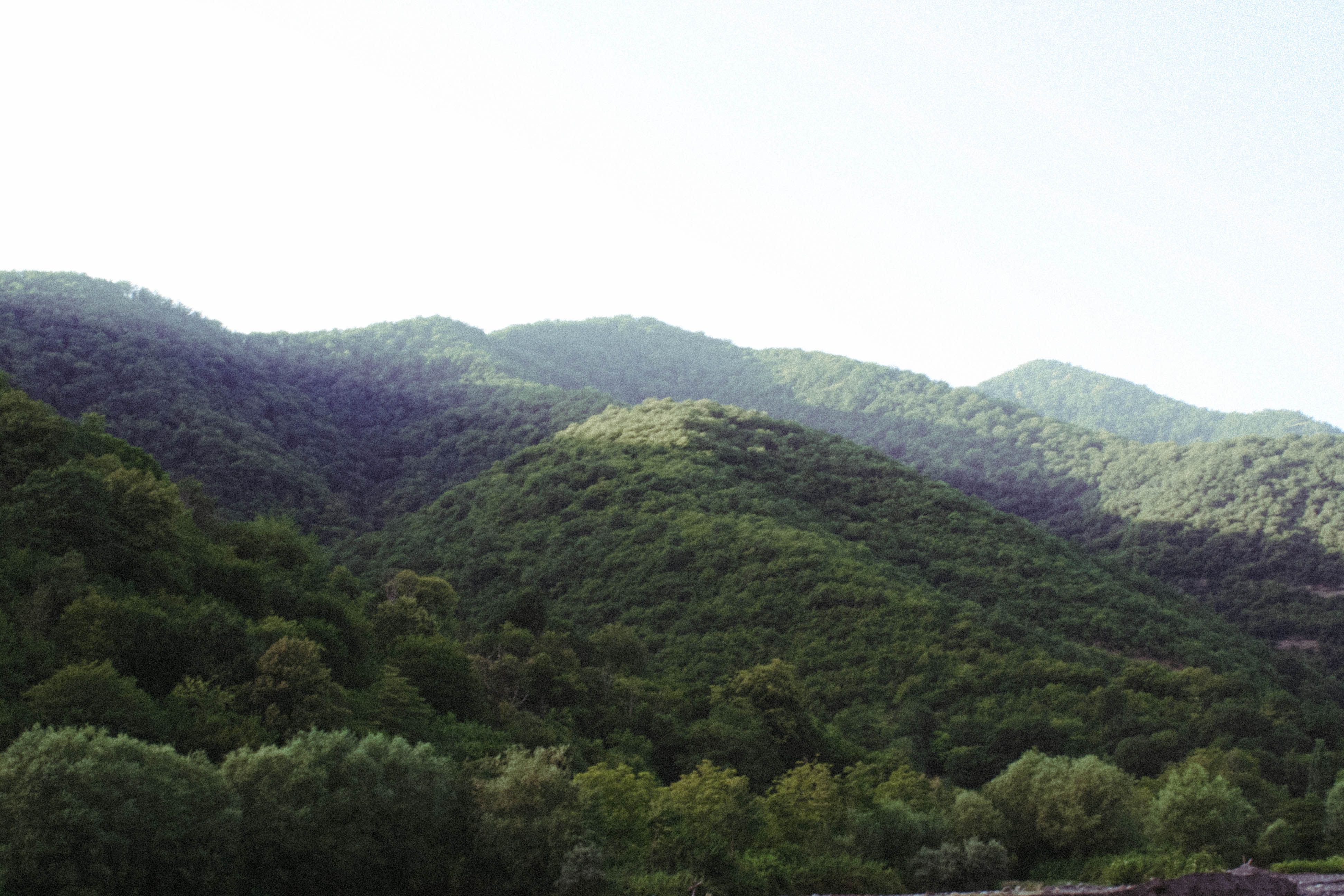 Green Trees on Brown Hill · Free Stock Photo