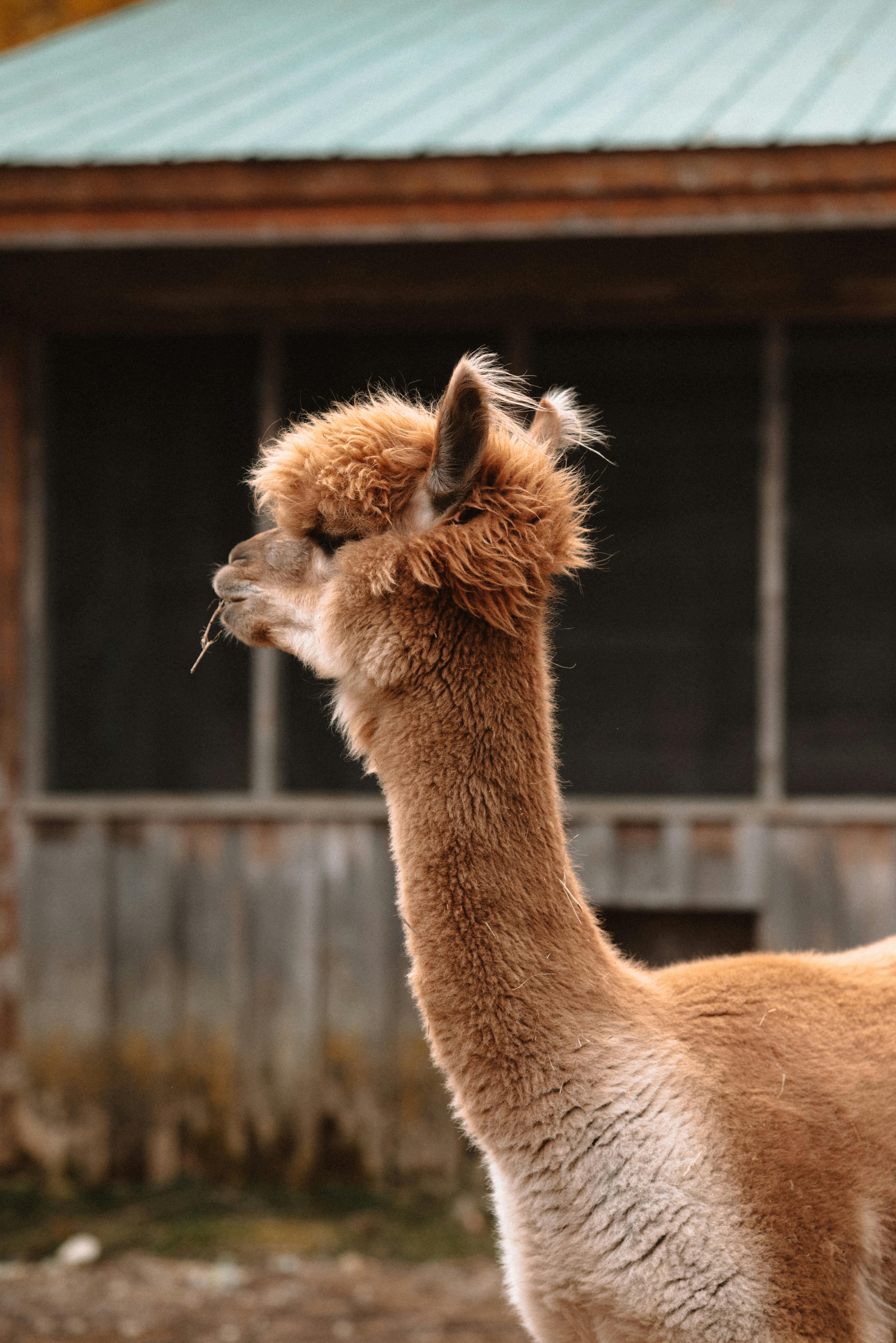 A Portrait of an Alpaca · Free Stock Photo