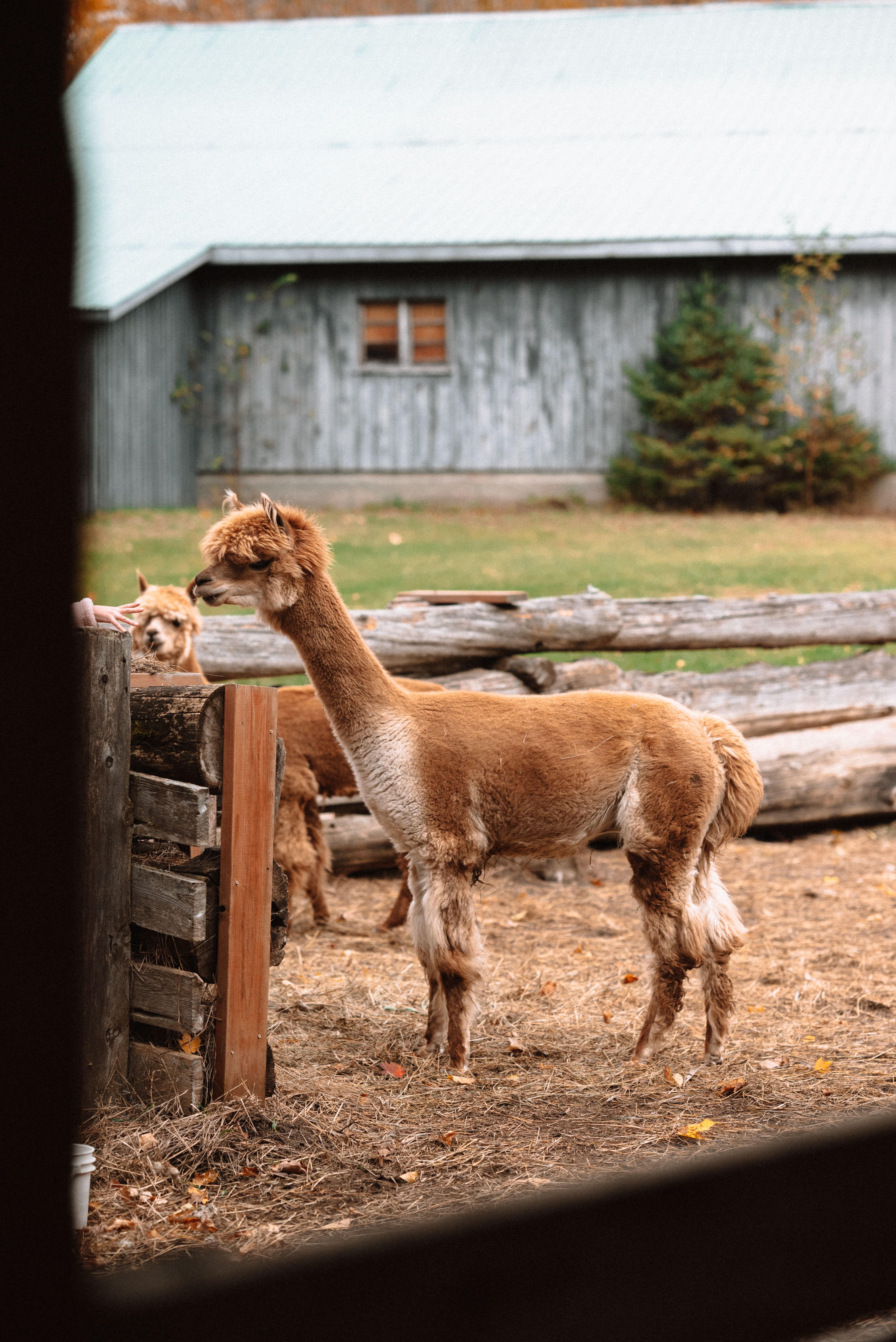 Alpacas in a Farm · Free Stock Photo