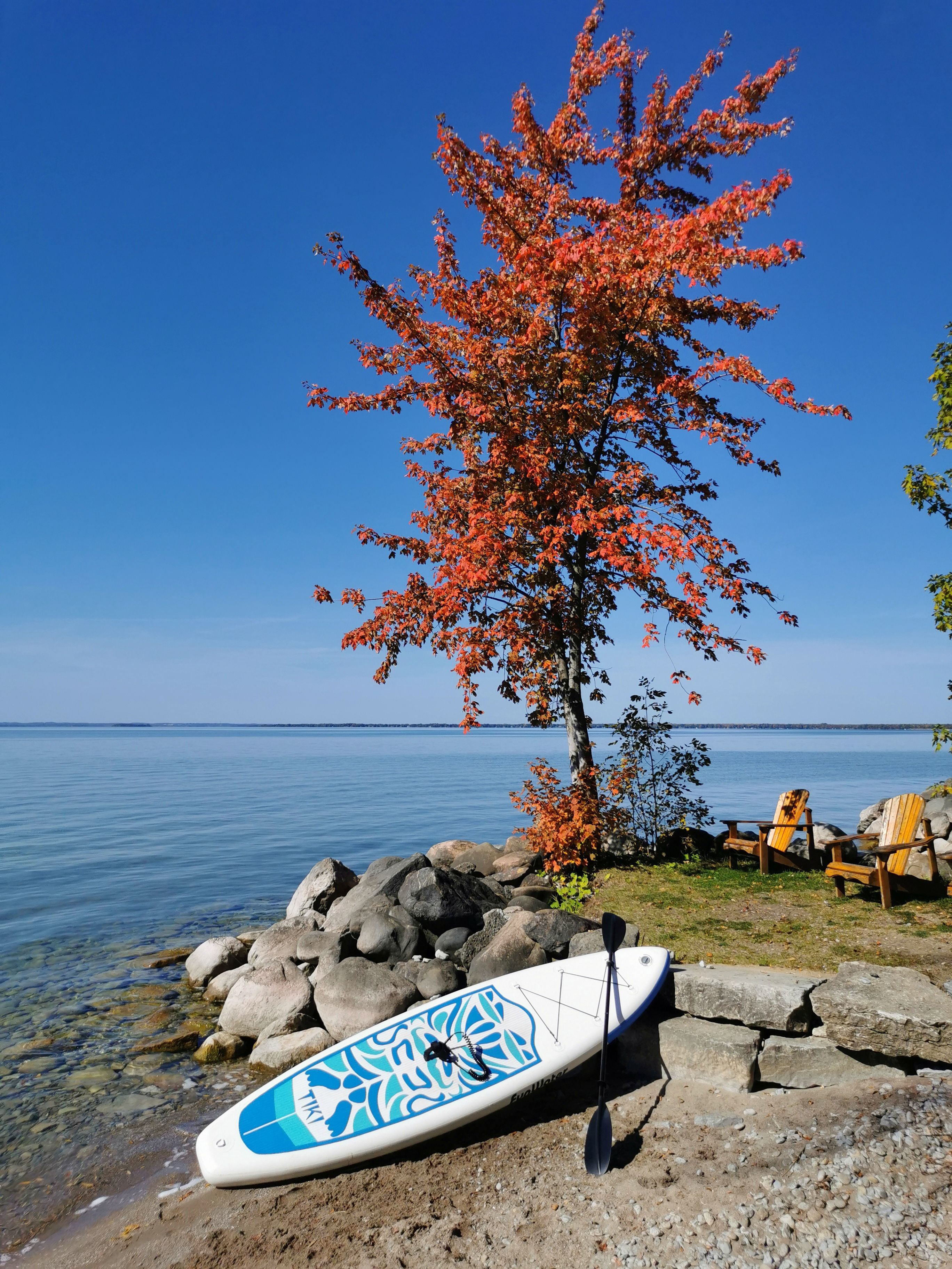 A Paddleboard near a Maple Tree · Free Stock Photo