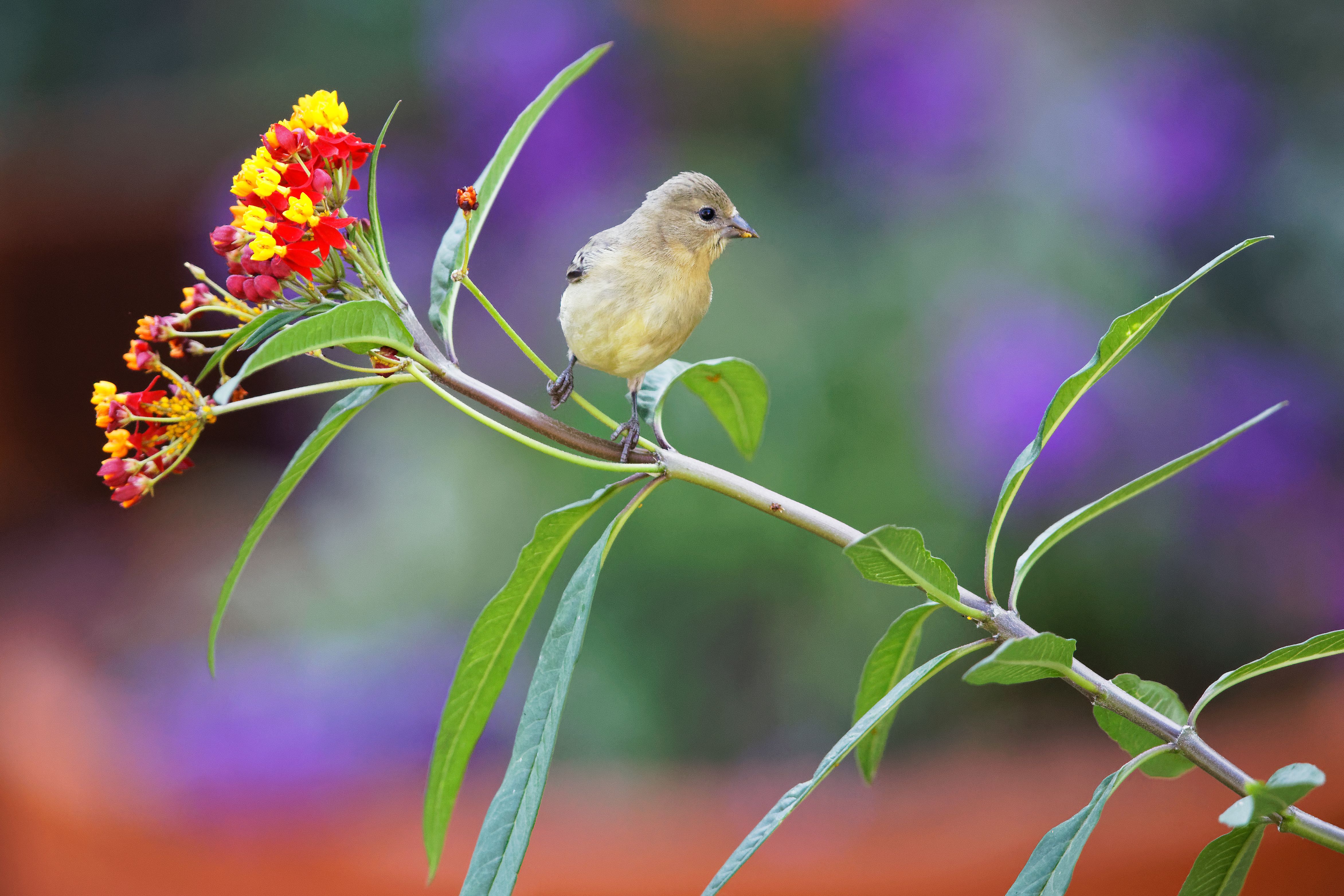 American Goldfinch Perched on Flower's Stem · Free Stock Photo
