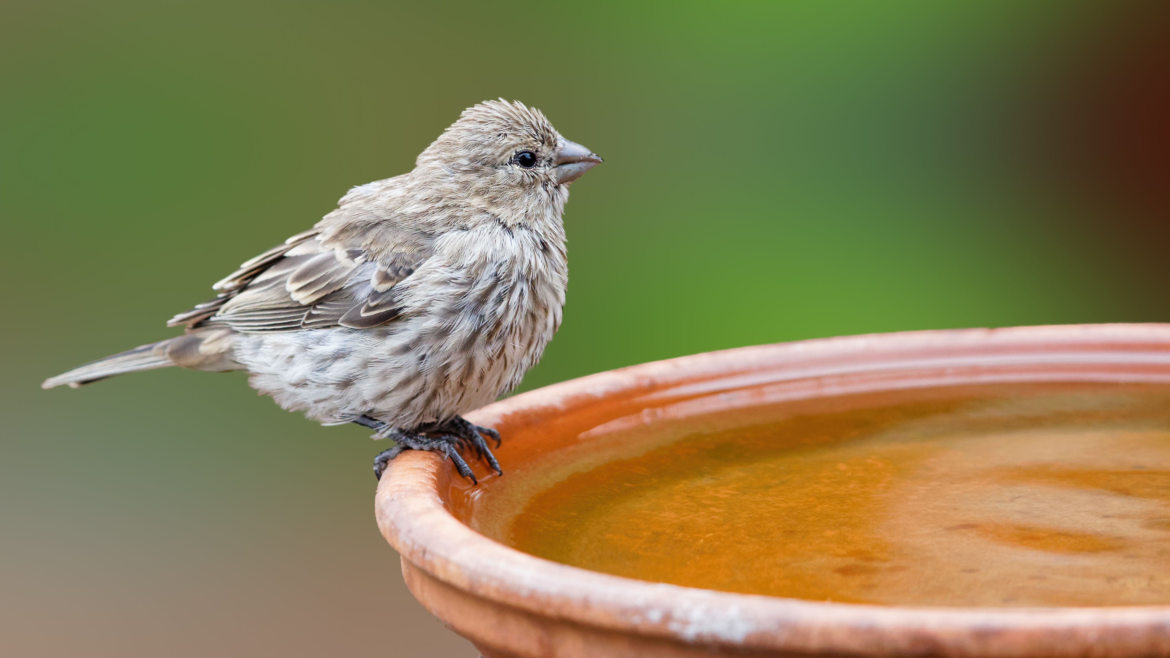 Close Up Shot of a Finch · Free Stock Photo