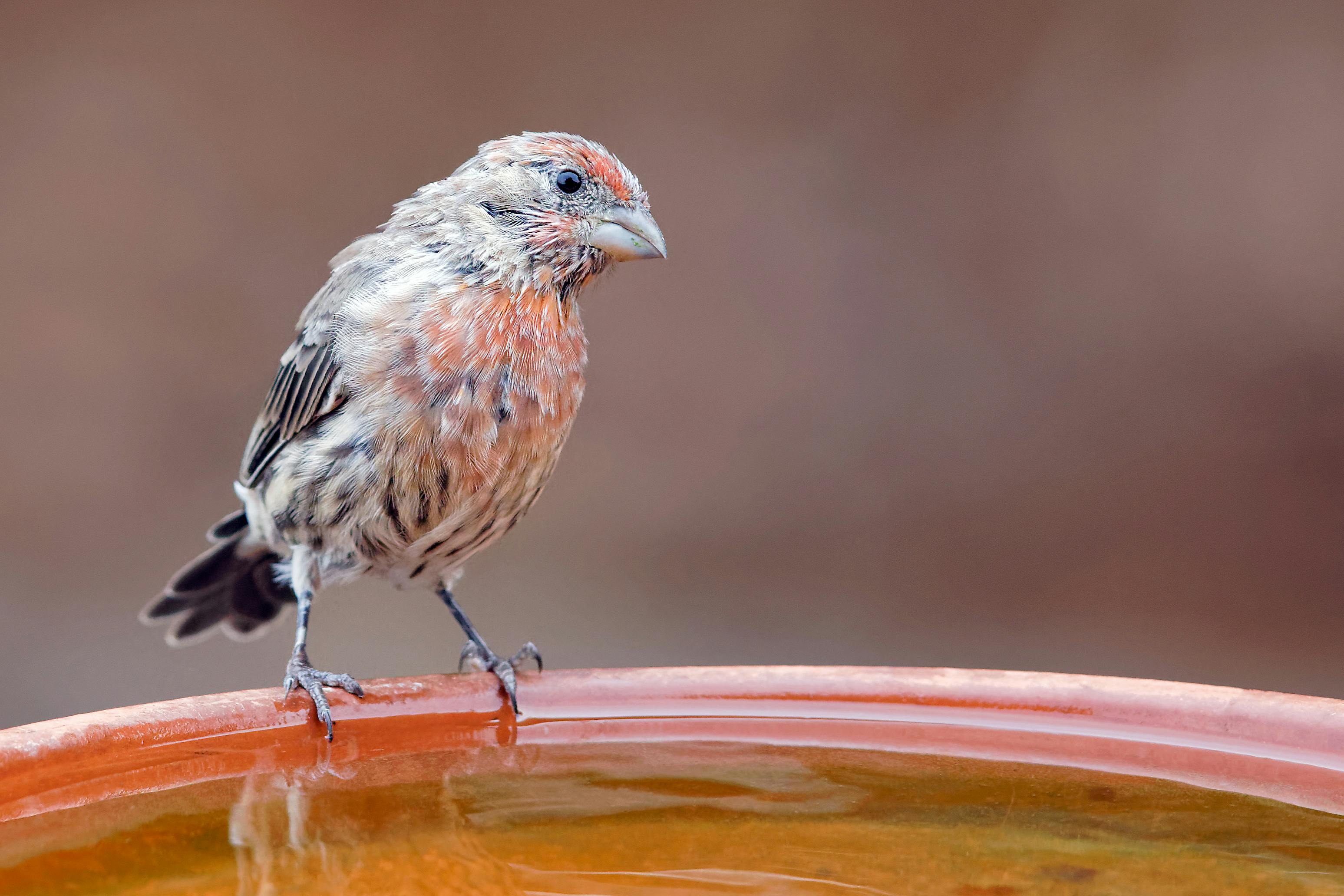 Camarillo White Horse: A Legendary California Story