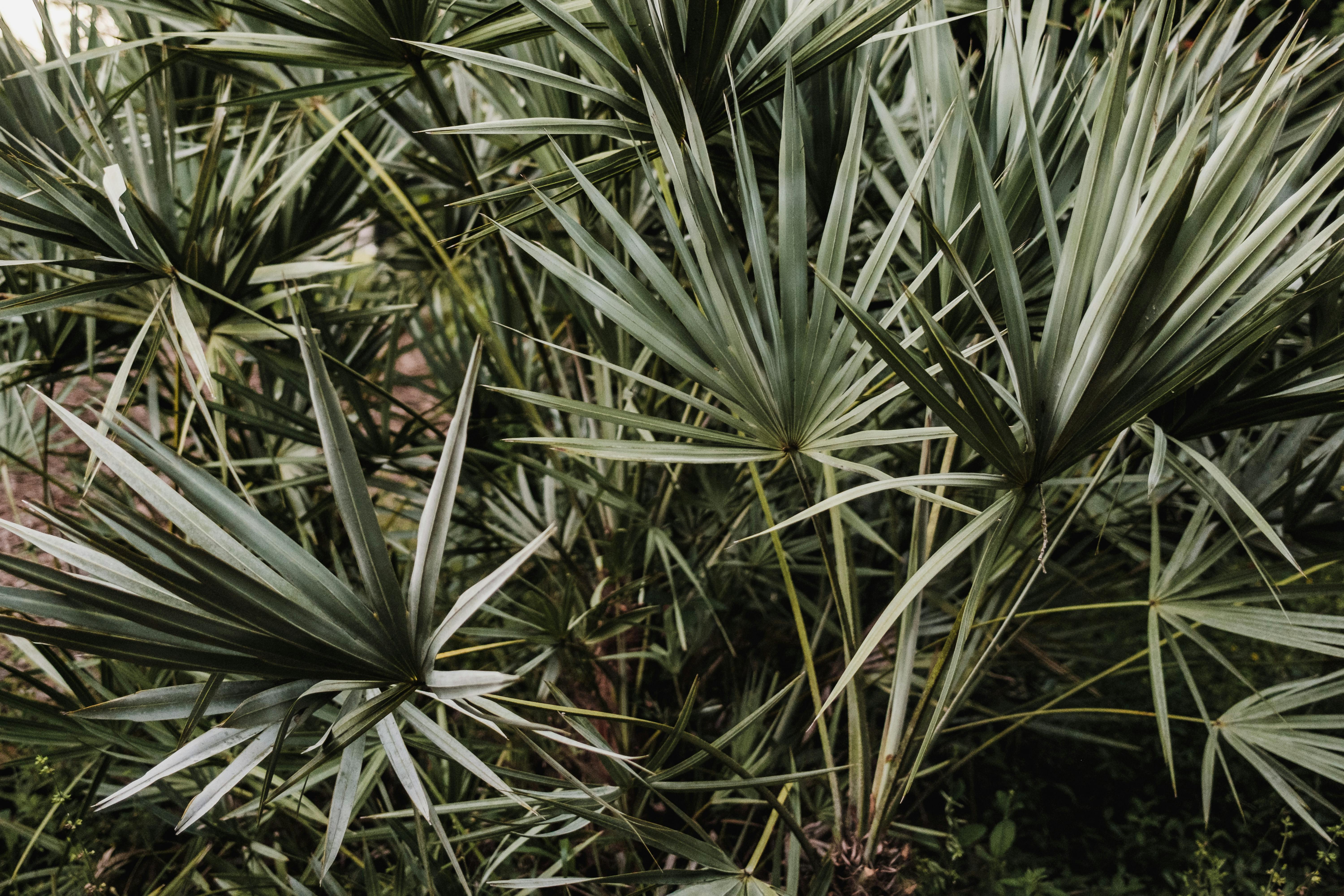 Saw Palmetto Plant Photos, Download The BEST Free Saw Palmetto Plant ...