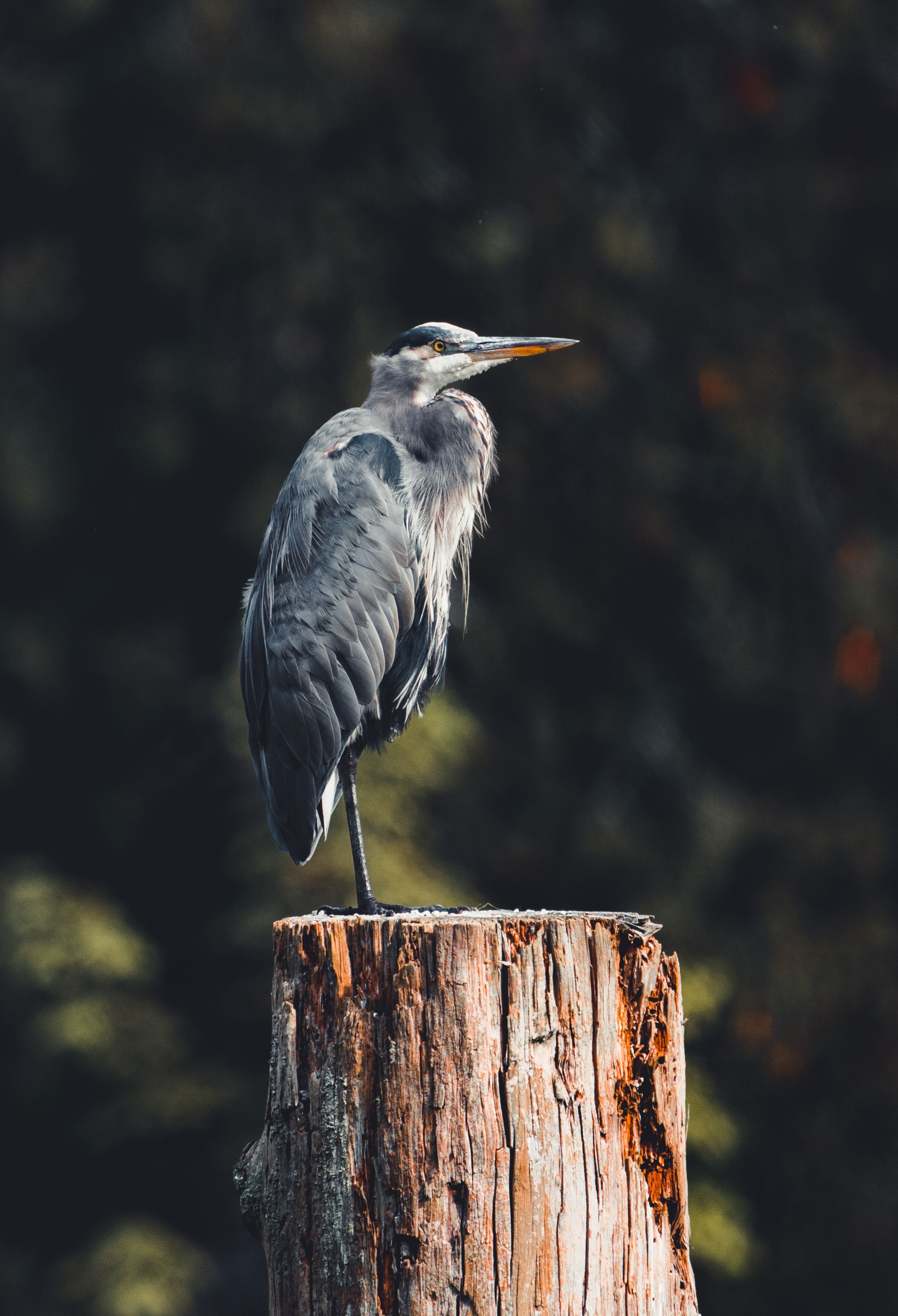 Gray Long Legged Bird on Green Brown Tree · Free Stock Photo