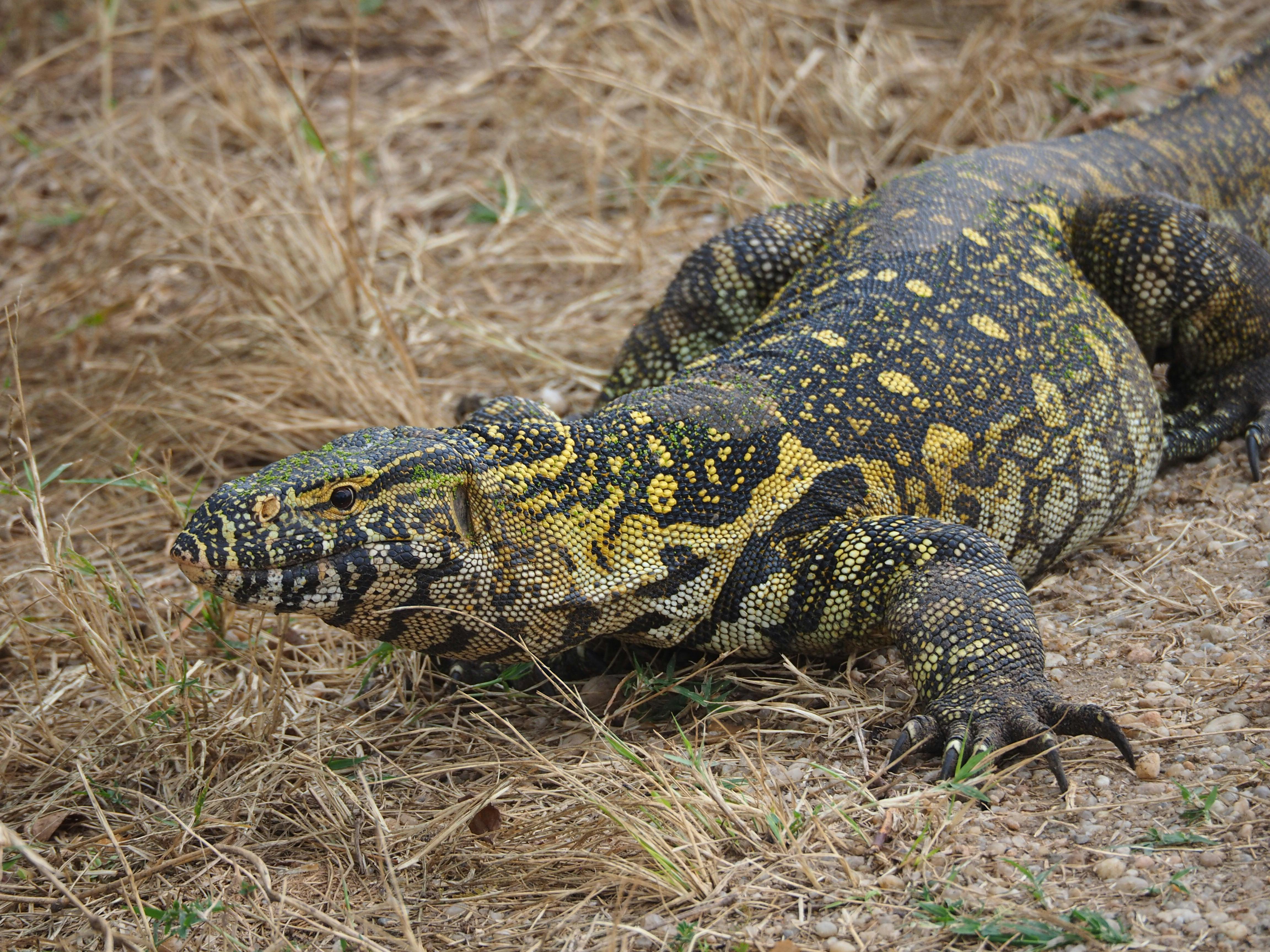 Nile Monitor Lizard Florida: A Comprehensive Guide