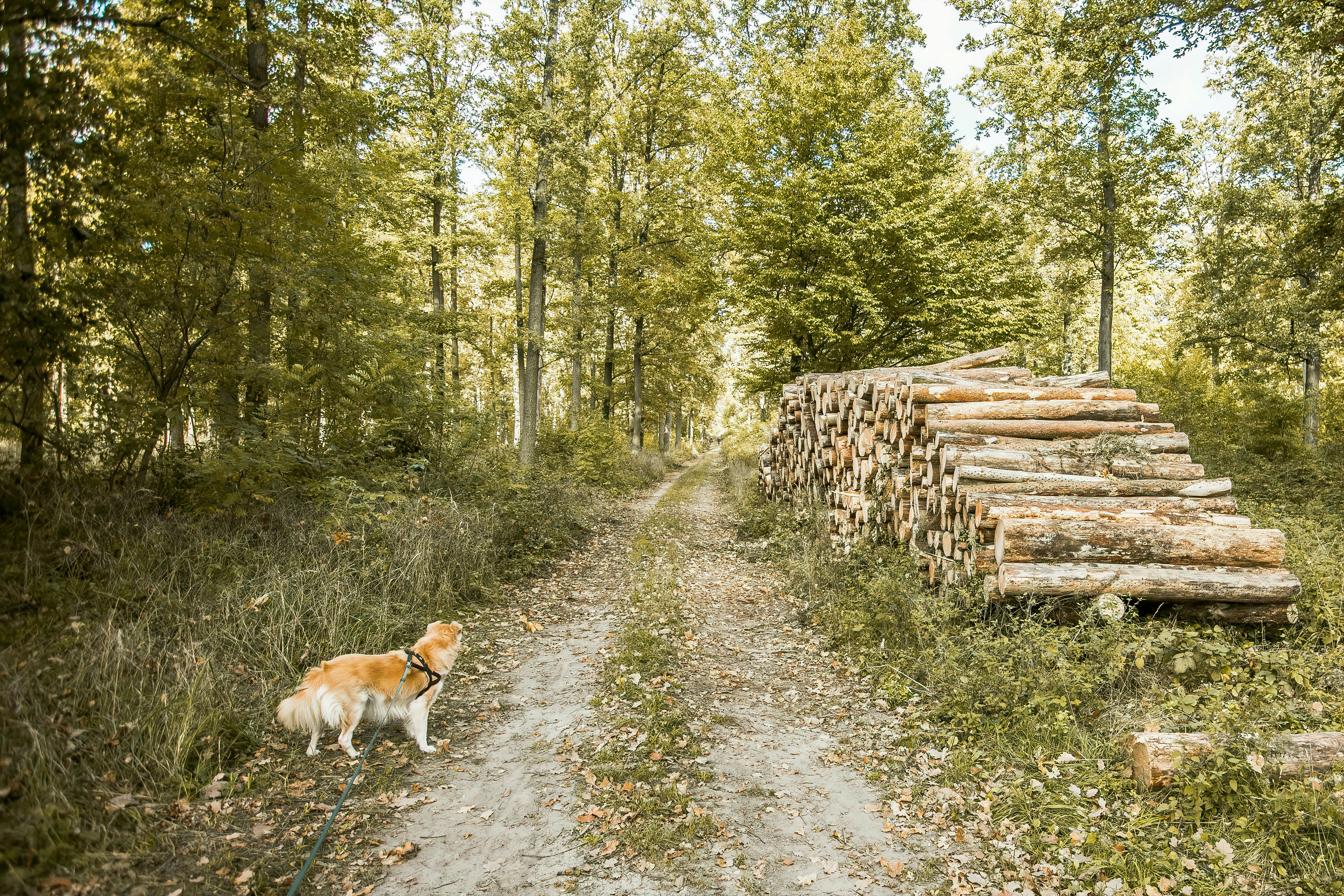 A Dog in a Forest · Free Stock Photo