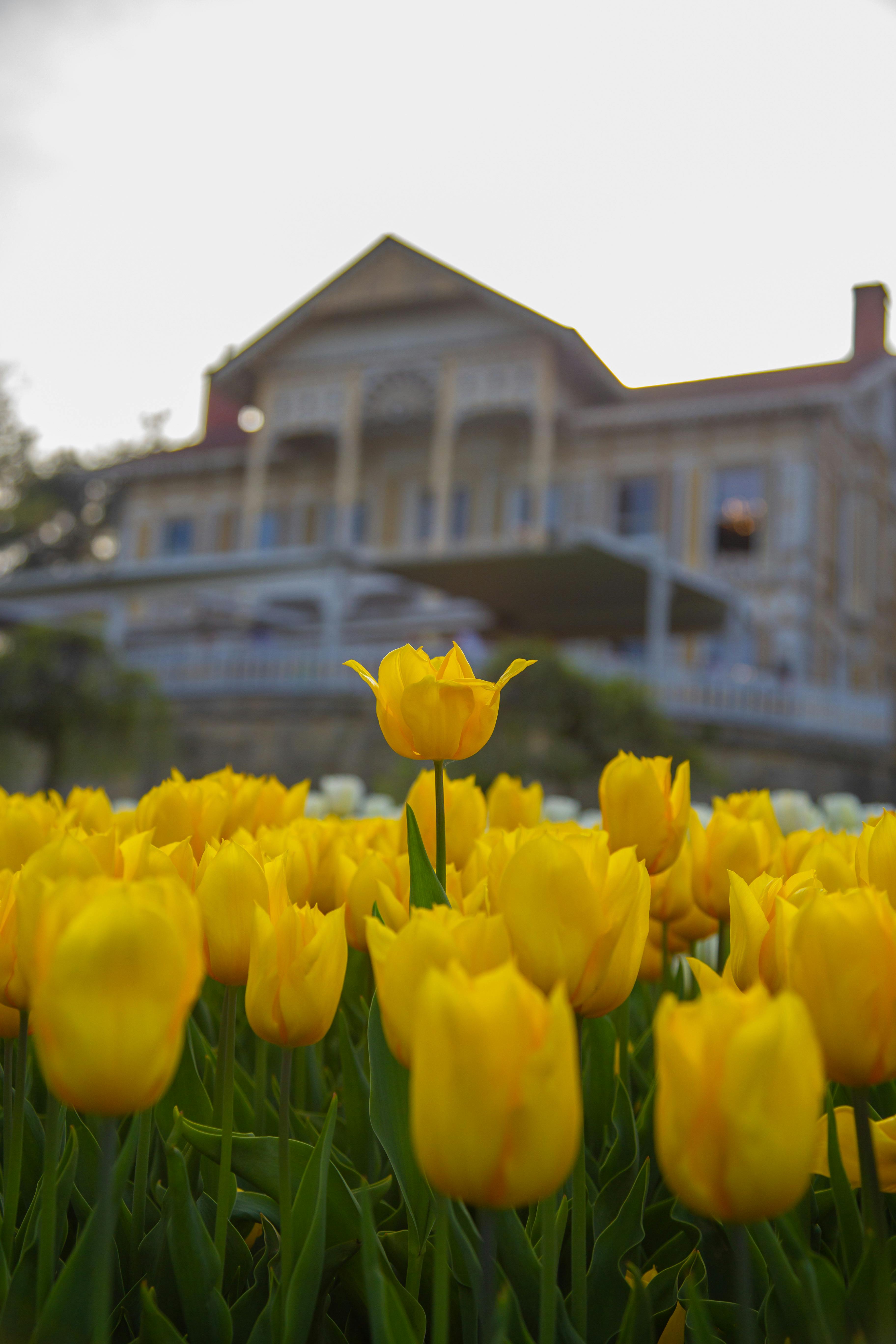 Photo of Yellow Tulips · Free Stock Photo