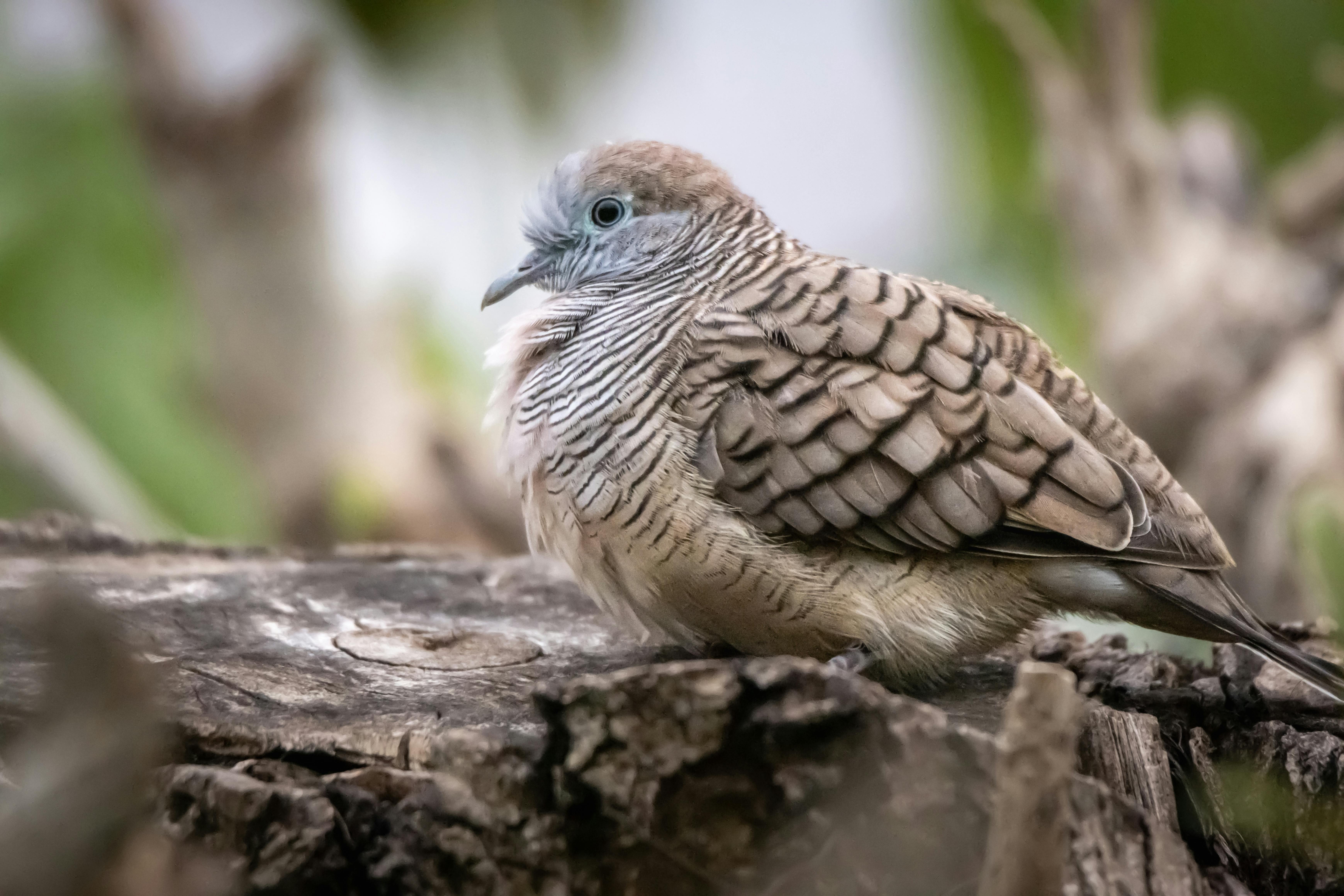 A White Dove on a Wooden Fence · Free Stock Photo