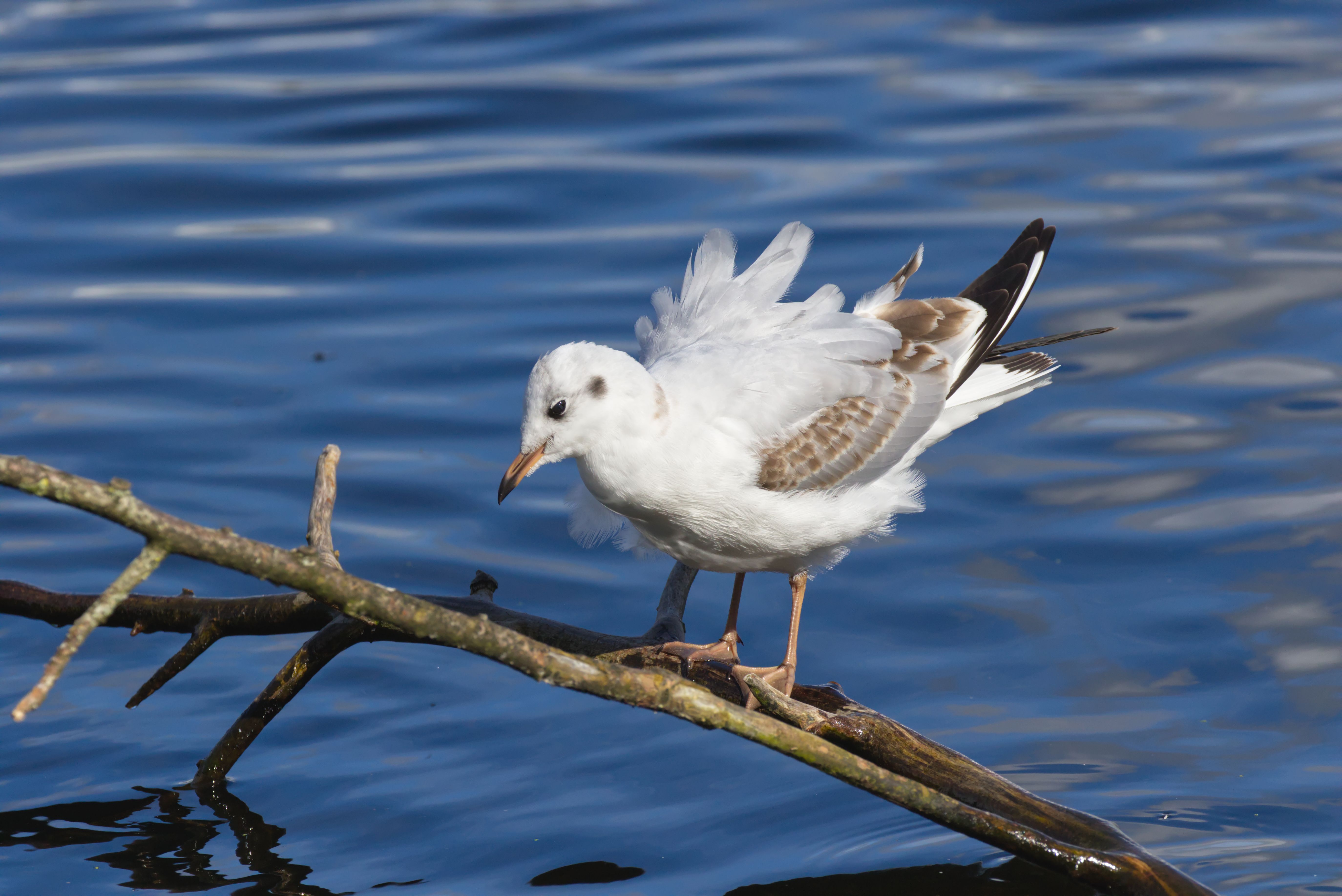 Black-Headed Gull Perched on a Stone Sticking from Water · Free Stock Photo