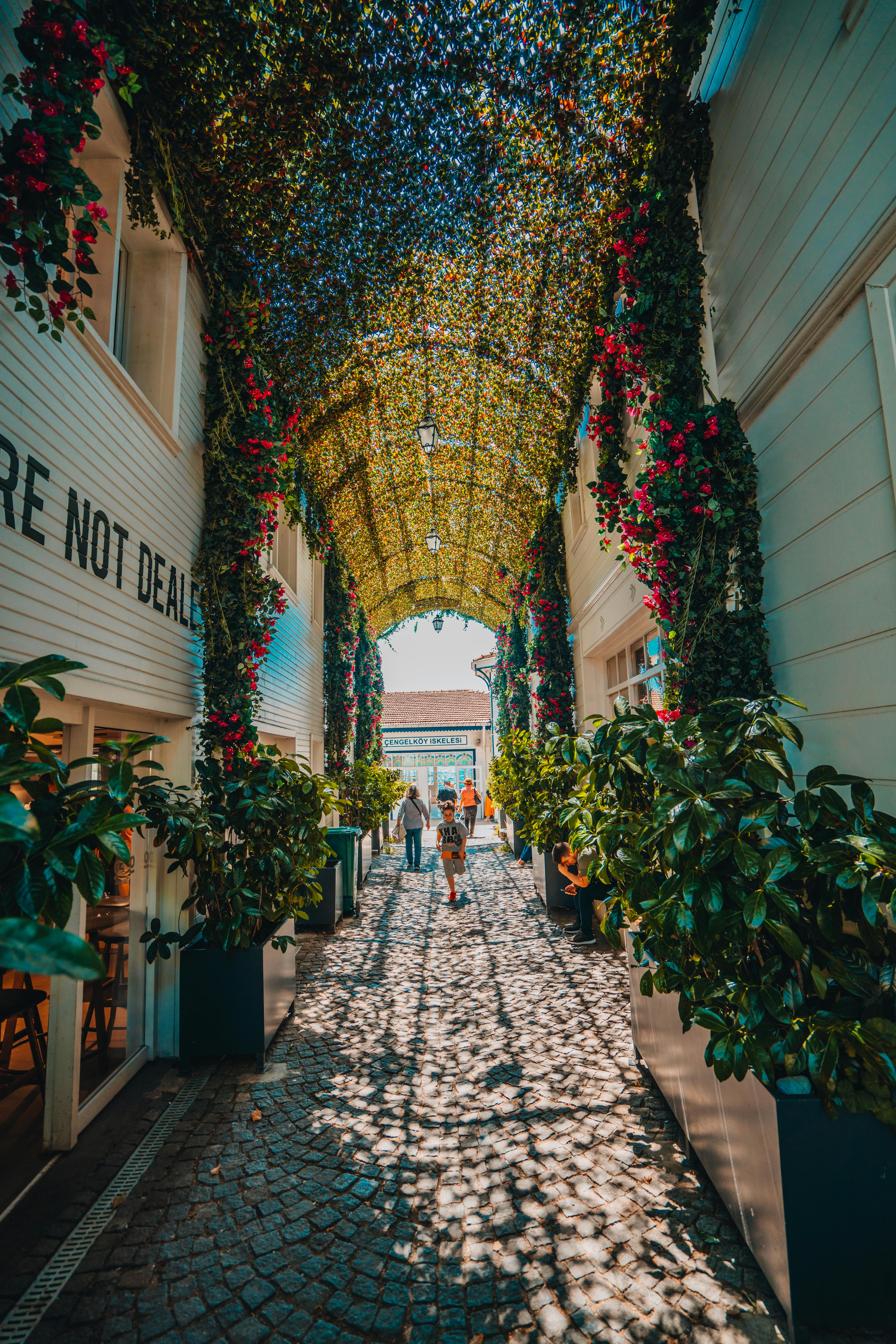Narrow Alley Decorated with Plants · Free Stock Photo