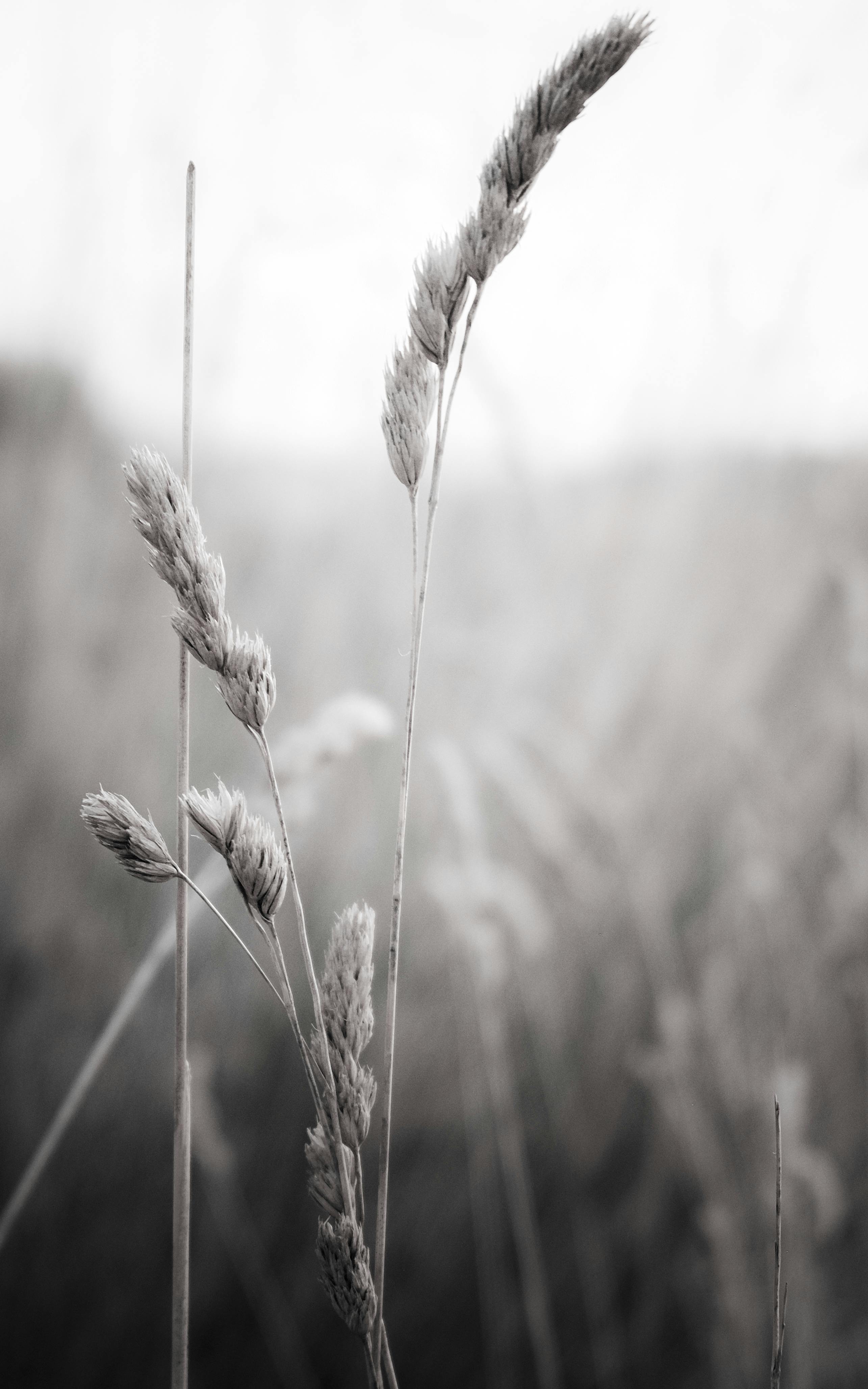 A Grayscale Photo of a Wheat Grass on the Field · Free Stock Photo