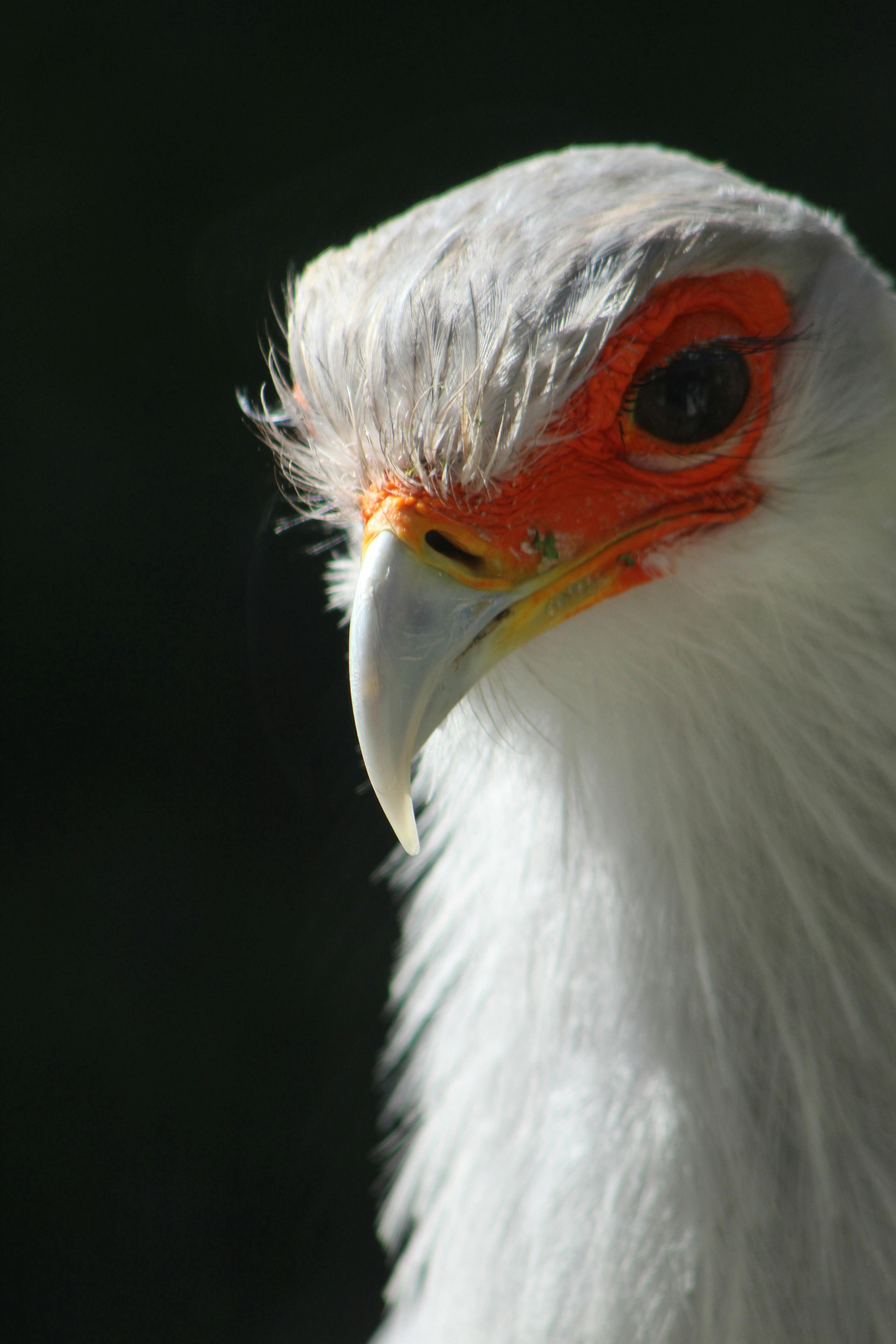 Close-up of a Bird · Free Stock Photo