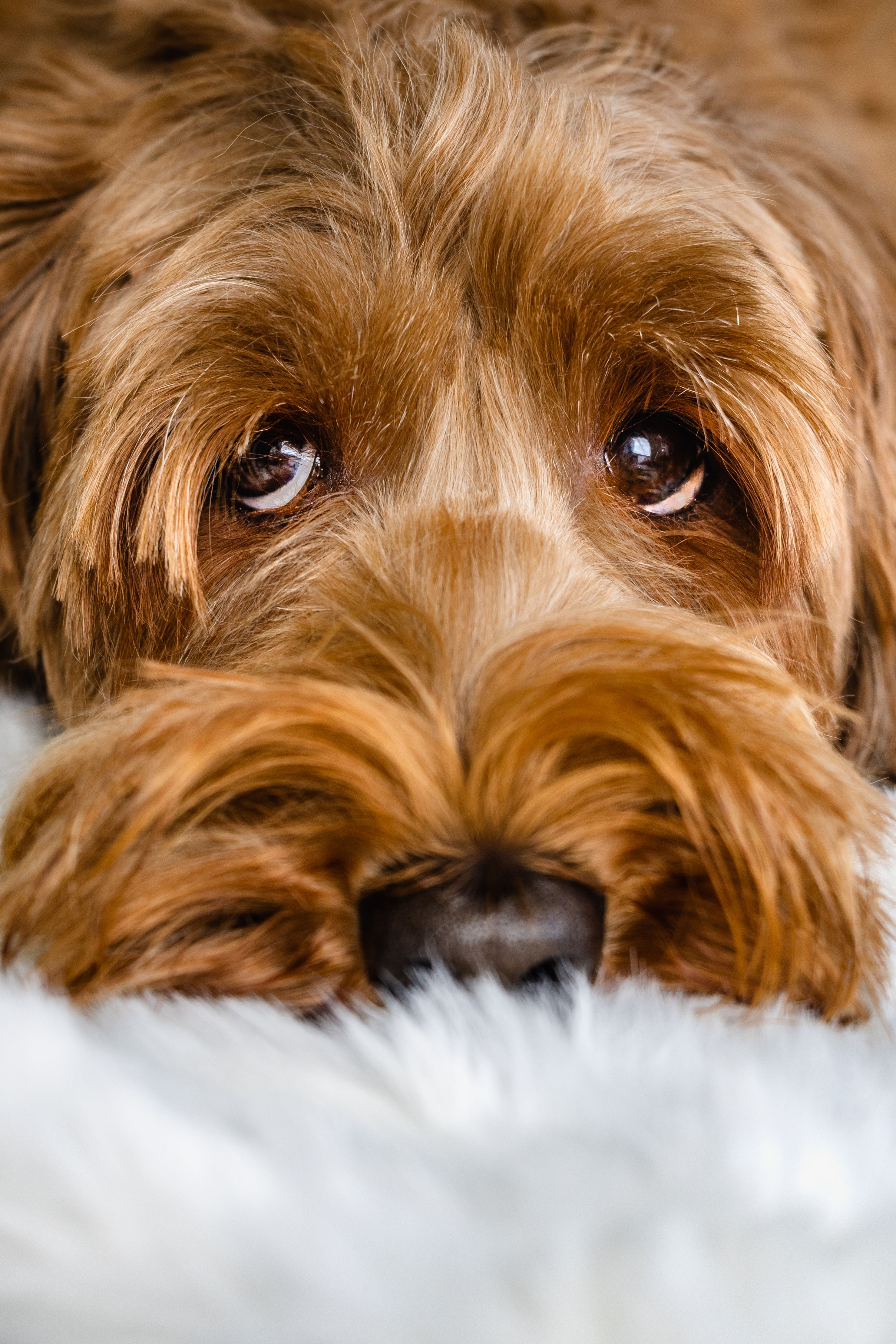 A Dog Playing with Brown Horse · Free Stock Photo