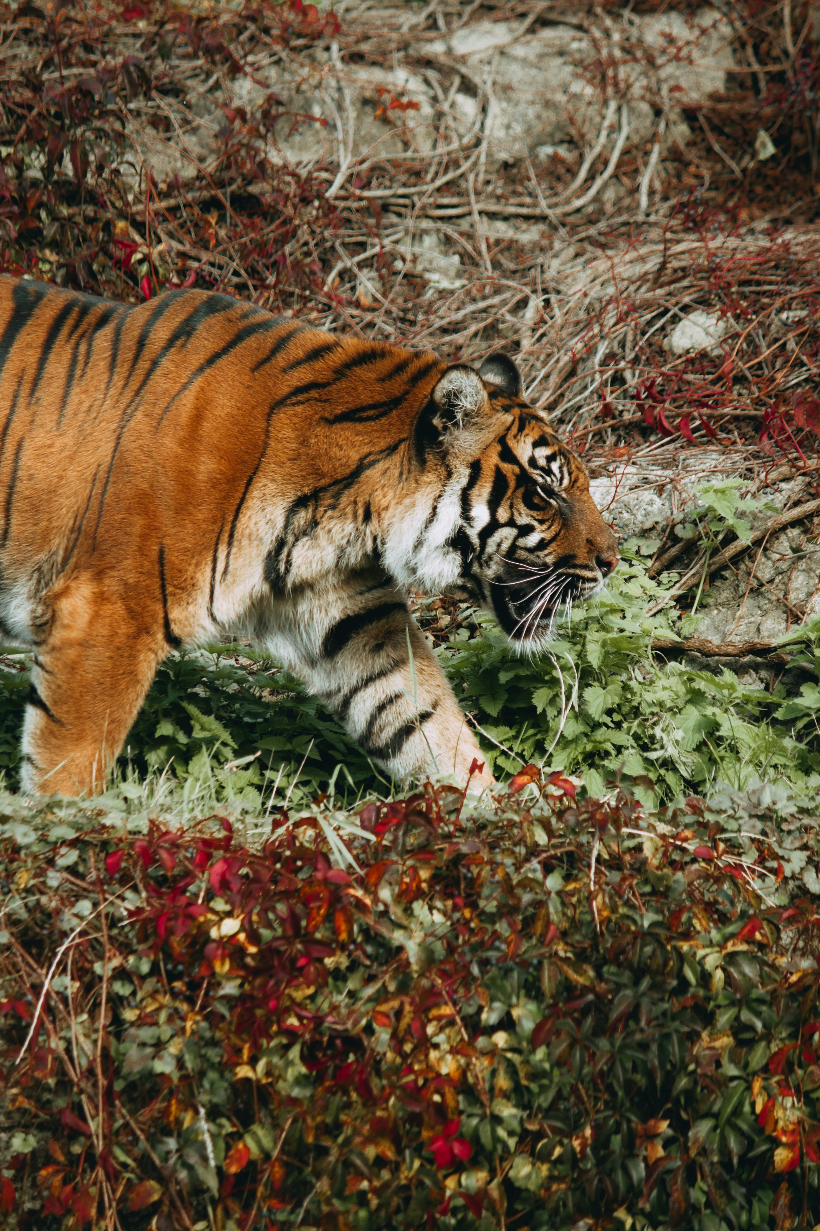 Side View of a Walking Tiger · Free Stock Photo