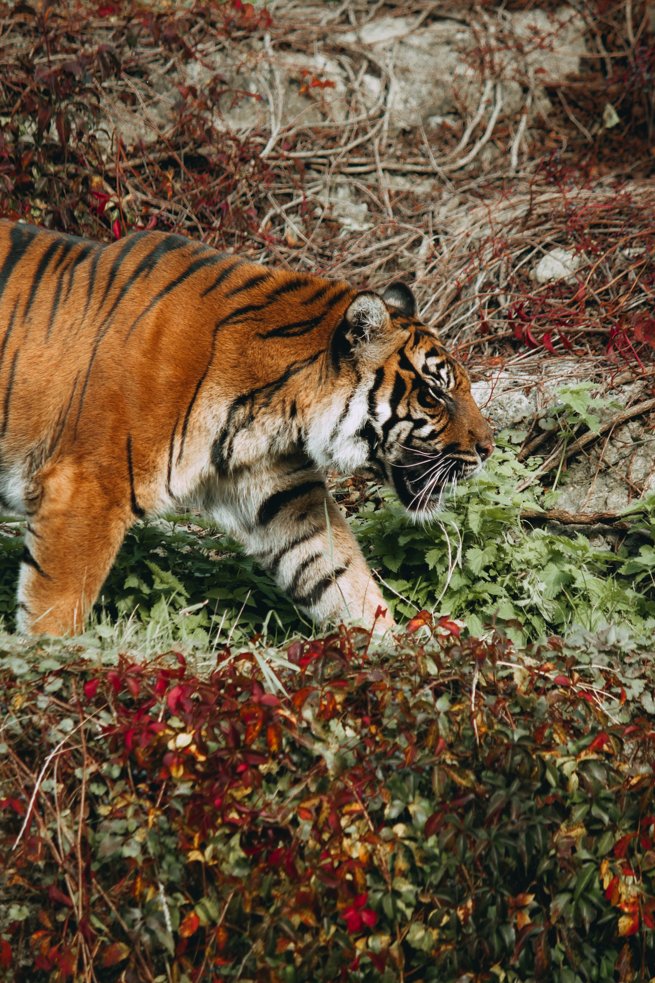 High Angle Shot of a Tiger Drinking Water · Free Stock Photo