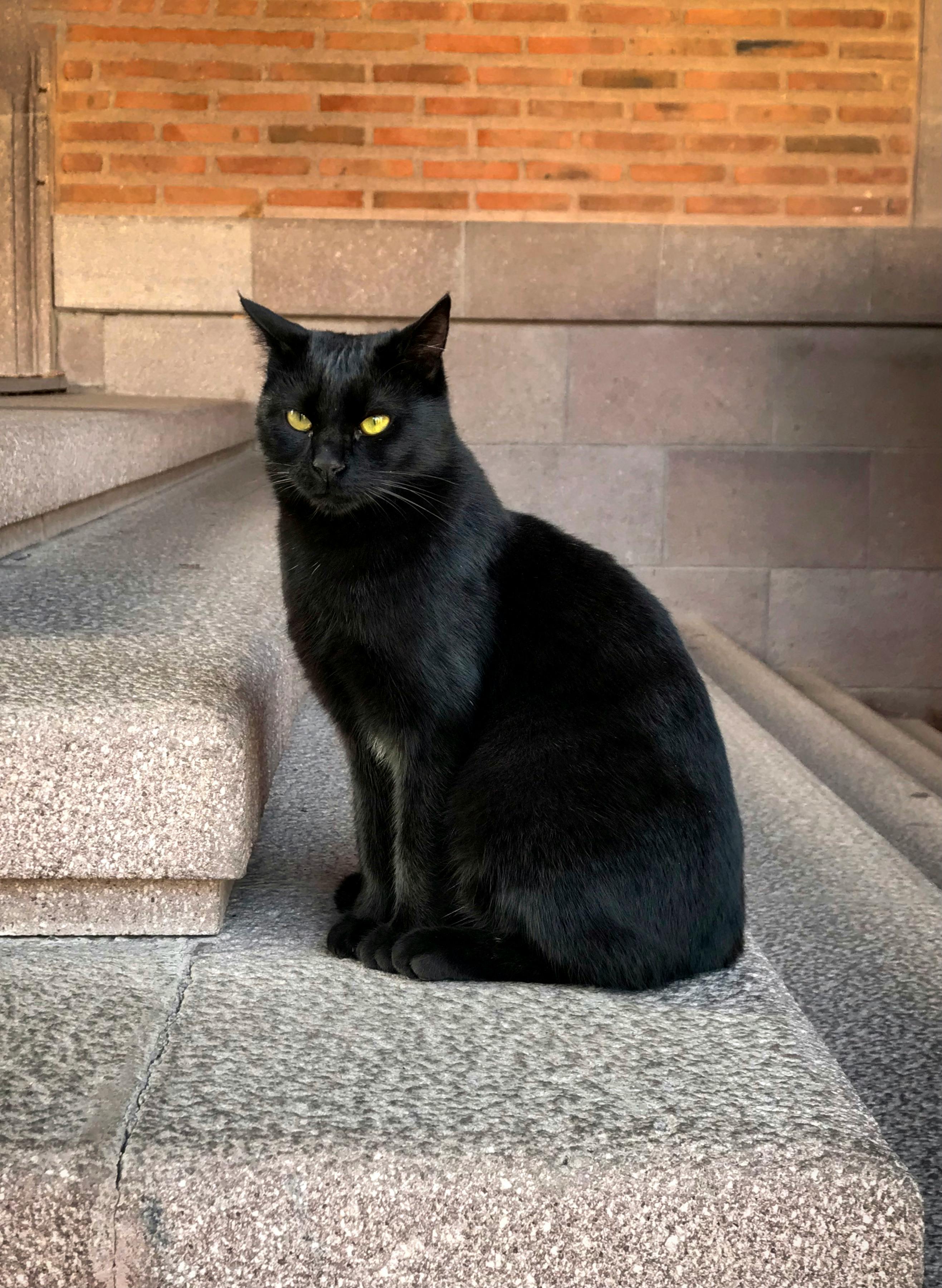 Cutting Cat Nails · Free Stock Photo