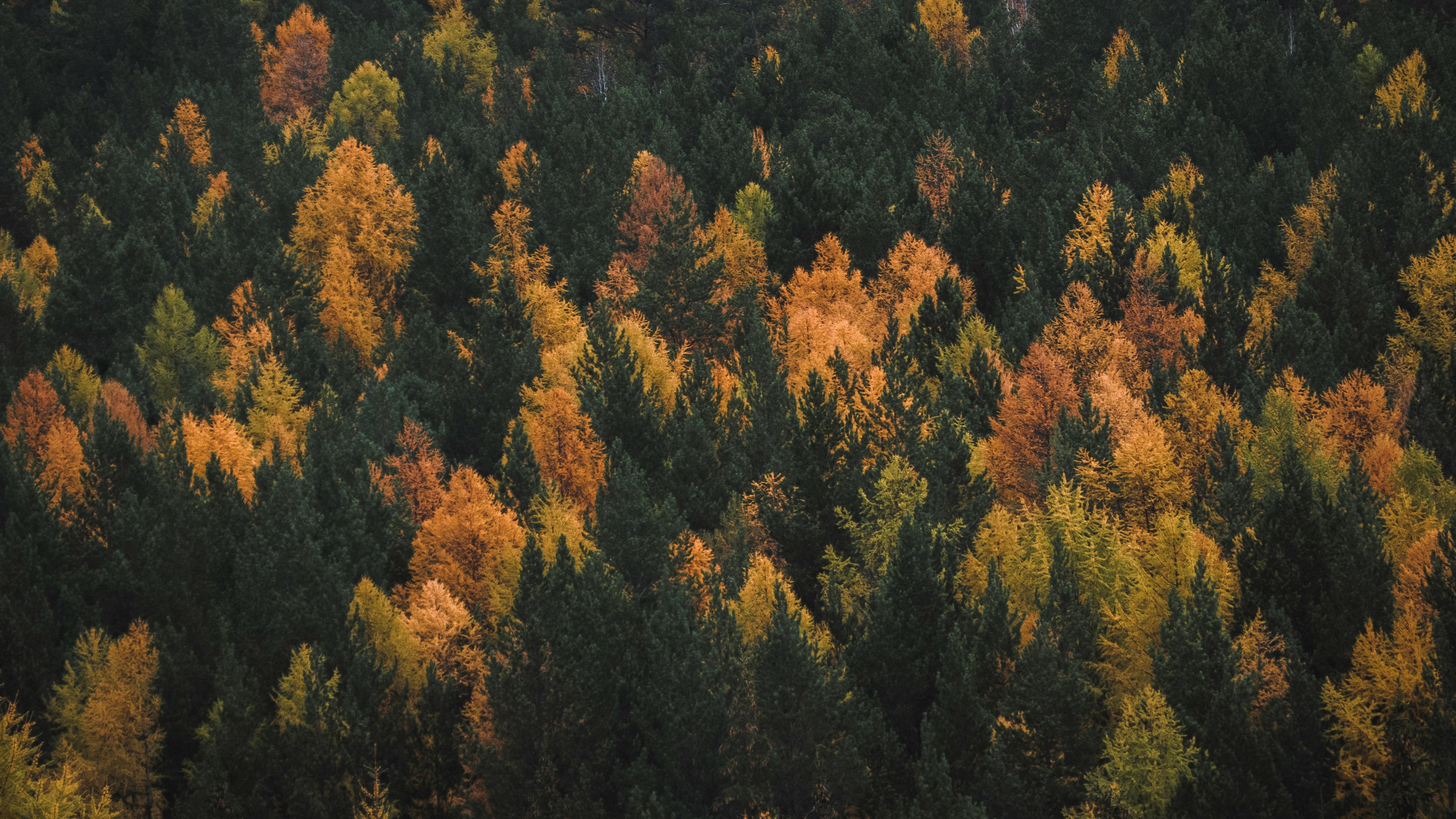 Aerial Shot of Evergreen Trees in the Forest · Free Stock Photo