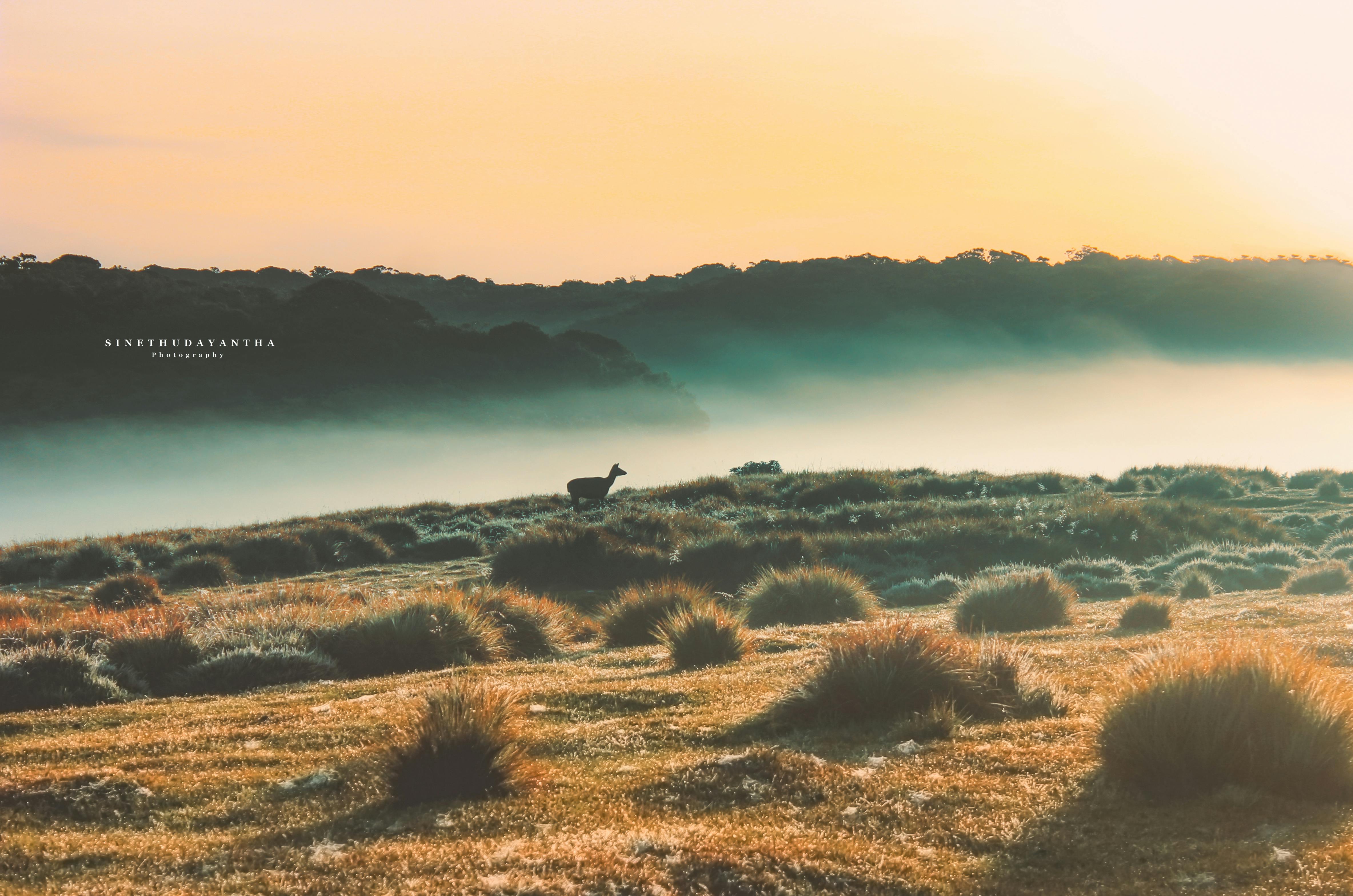 Sineth Udayantha - Photography