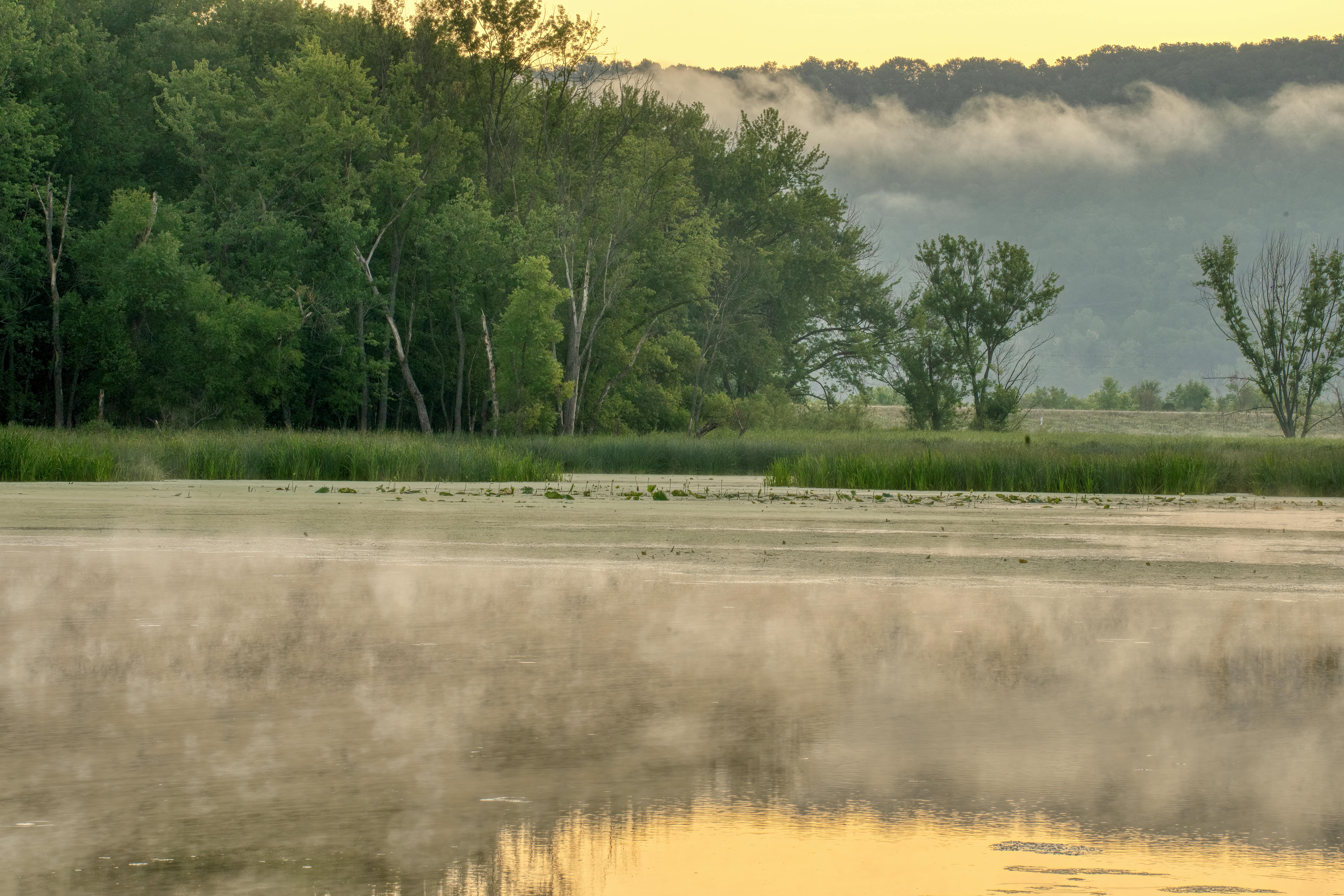 Mist over Lake on Swamp · Free Stock Photo