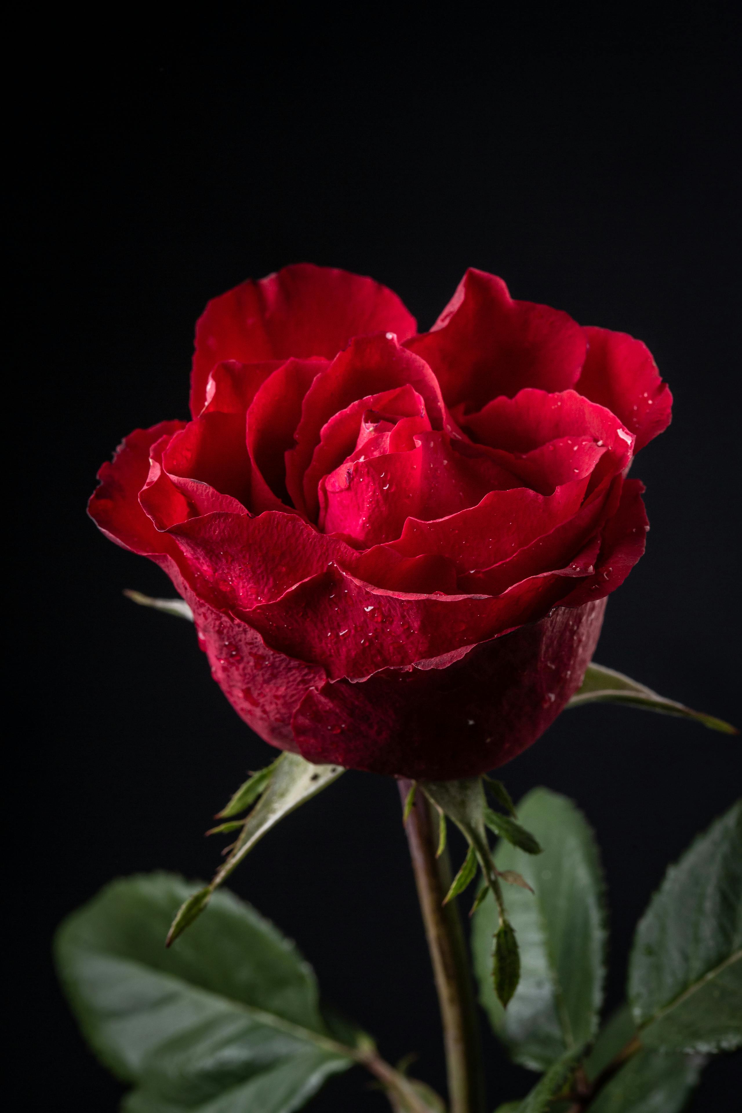 Red Rose in Close Up Photography · Free Stock Photo