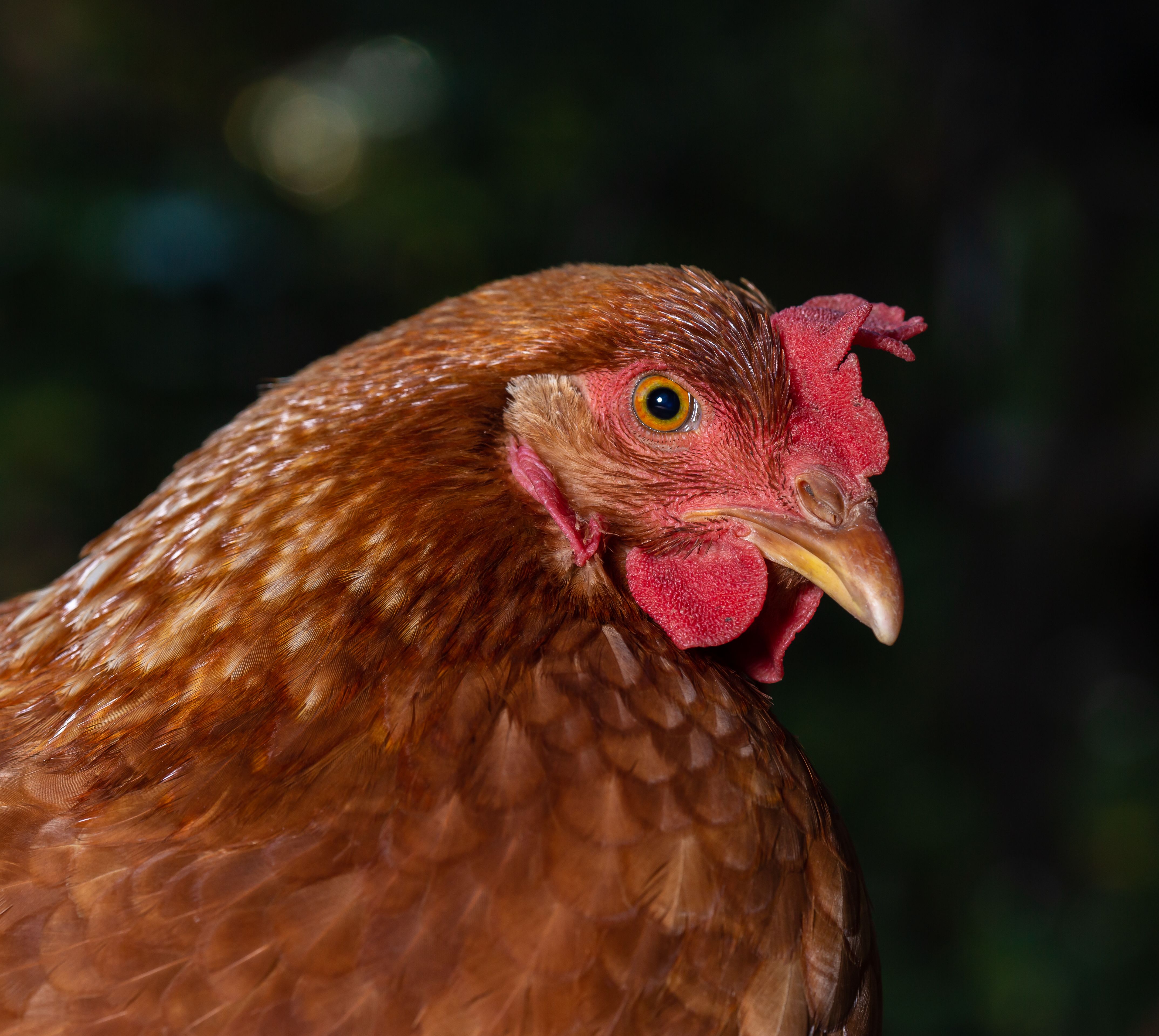 Close-up Photo Of Chicken · Free Stock Photo