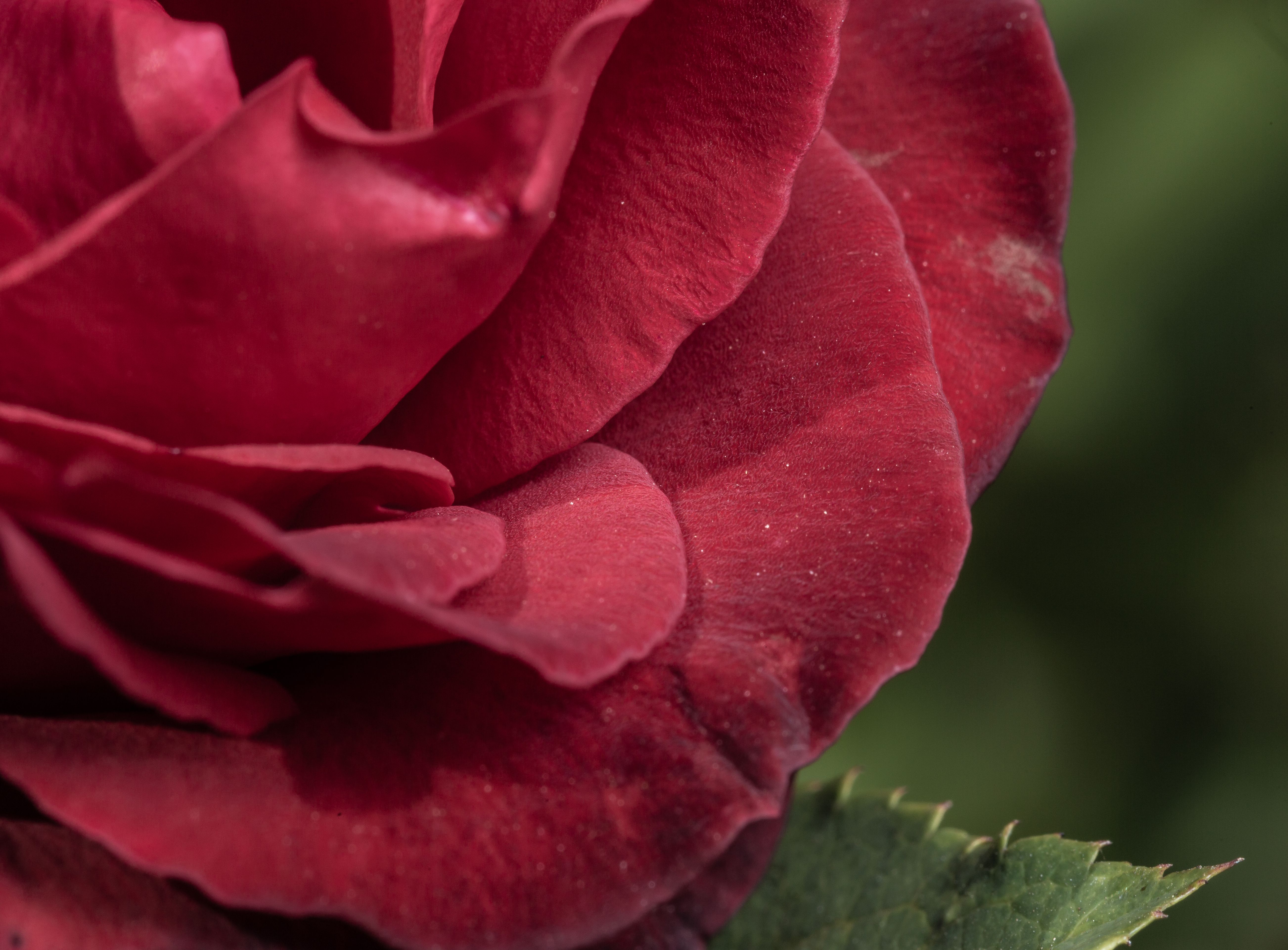 Close-Up Shot of a Blooming Red Rose · Free Stock Photo