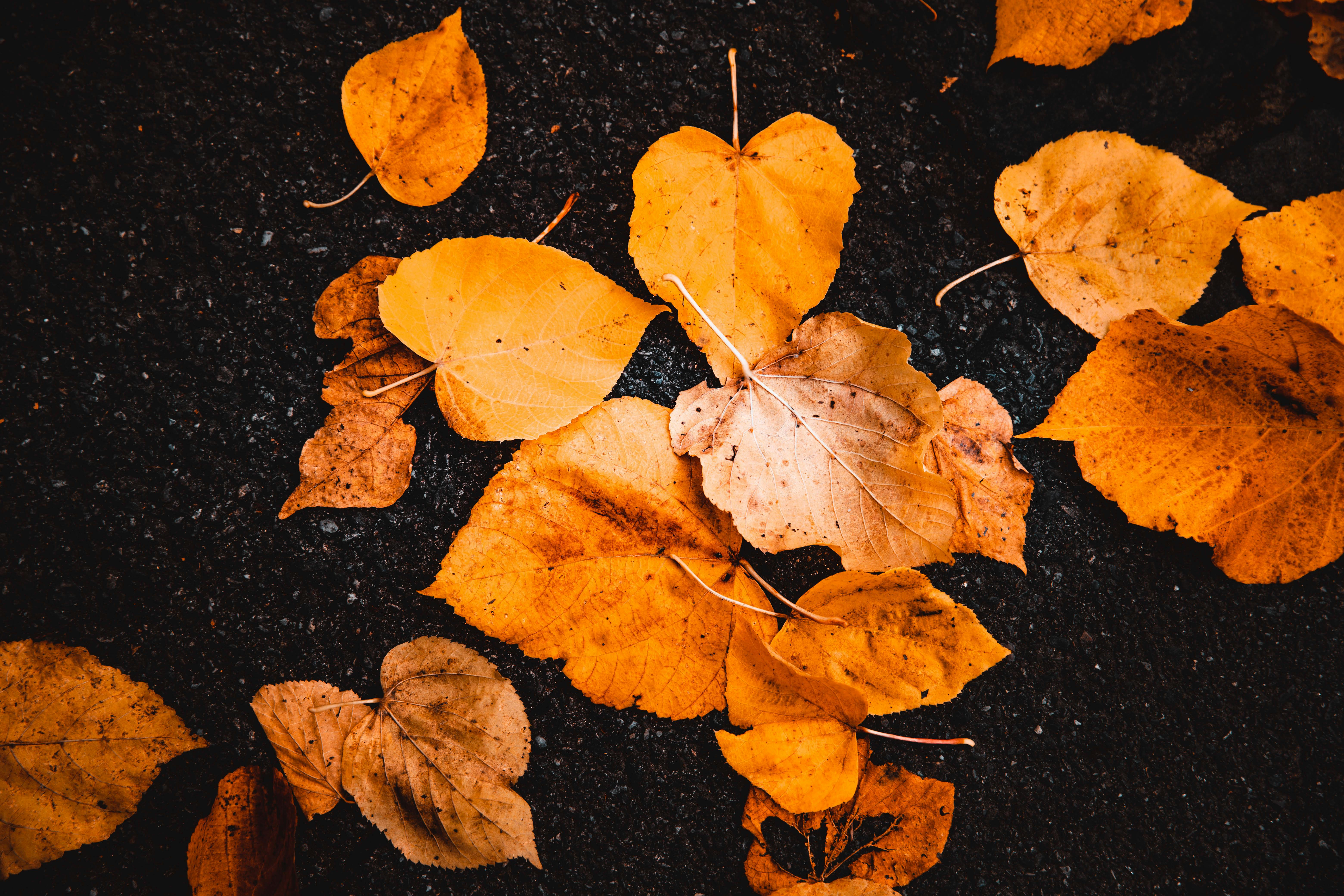 Photograph of Autumn Leaves on the Ground · Free Stock Photo