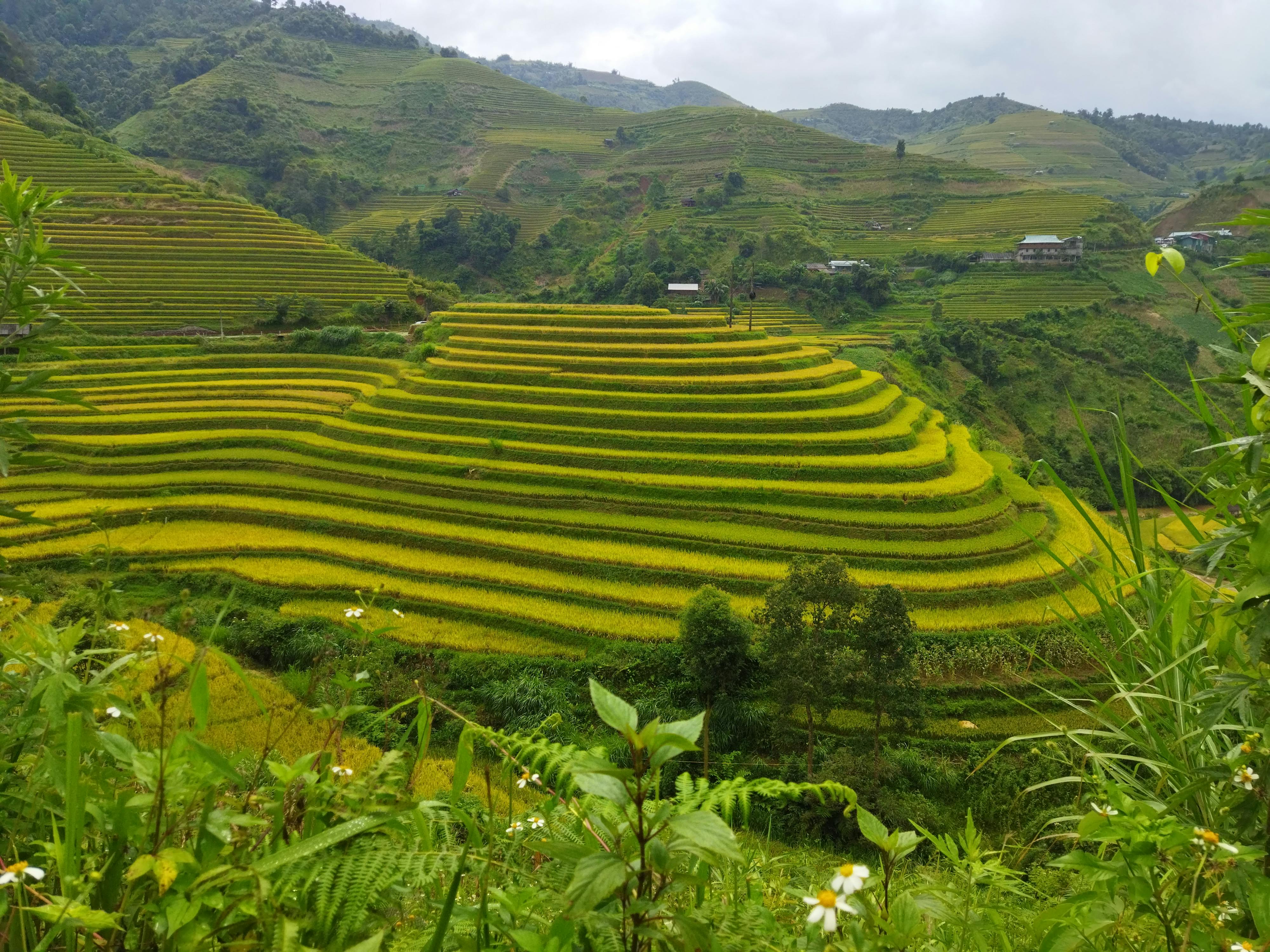 Terraced Field Photos, Download The BEST Free Terraced Field Stock ...